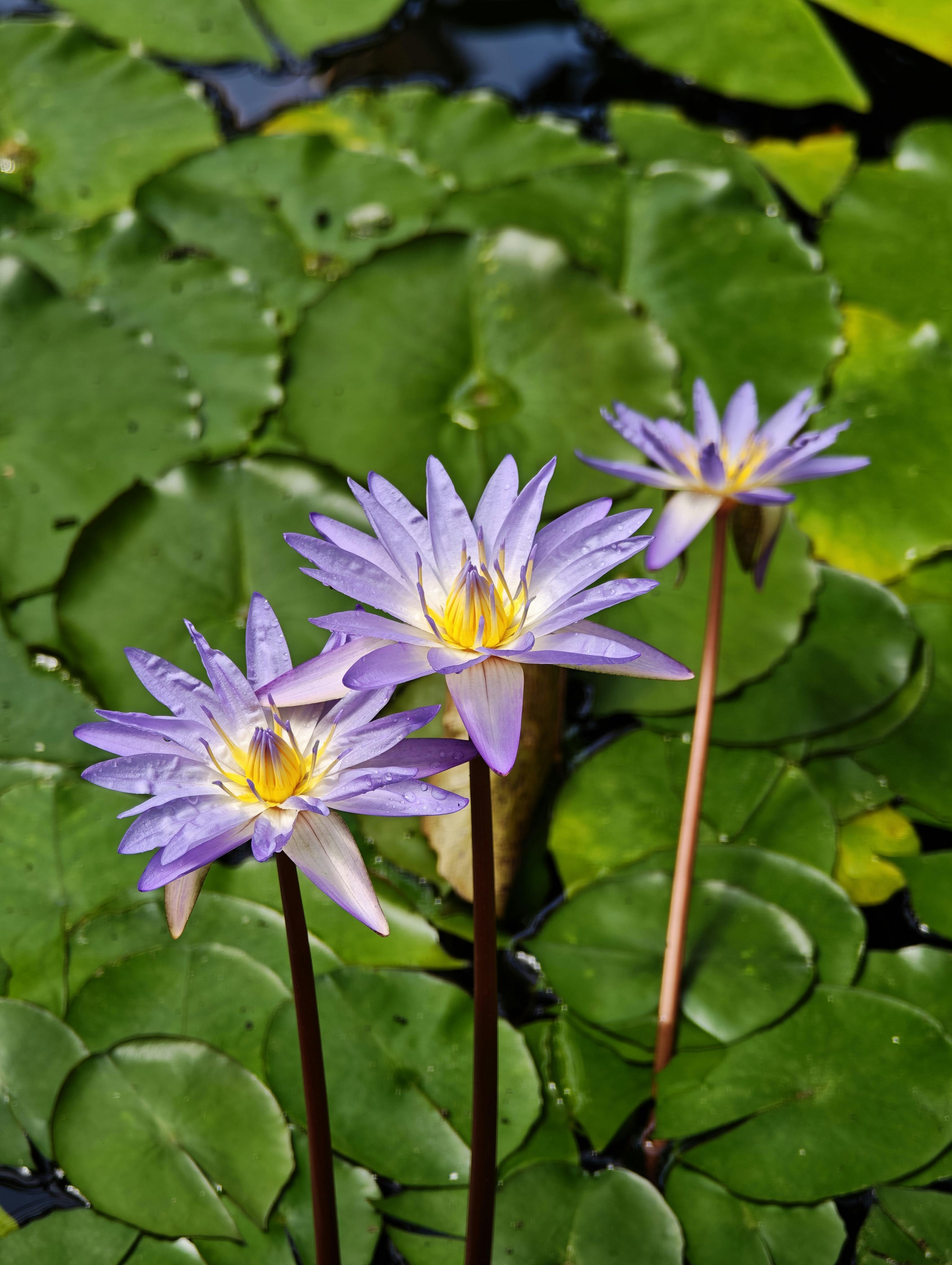 Pretty Virgins Photos, Download The BEST Free Pretty Virgins Stock ...