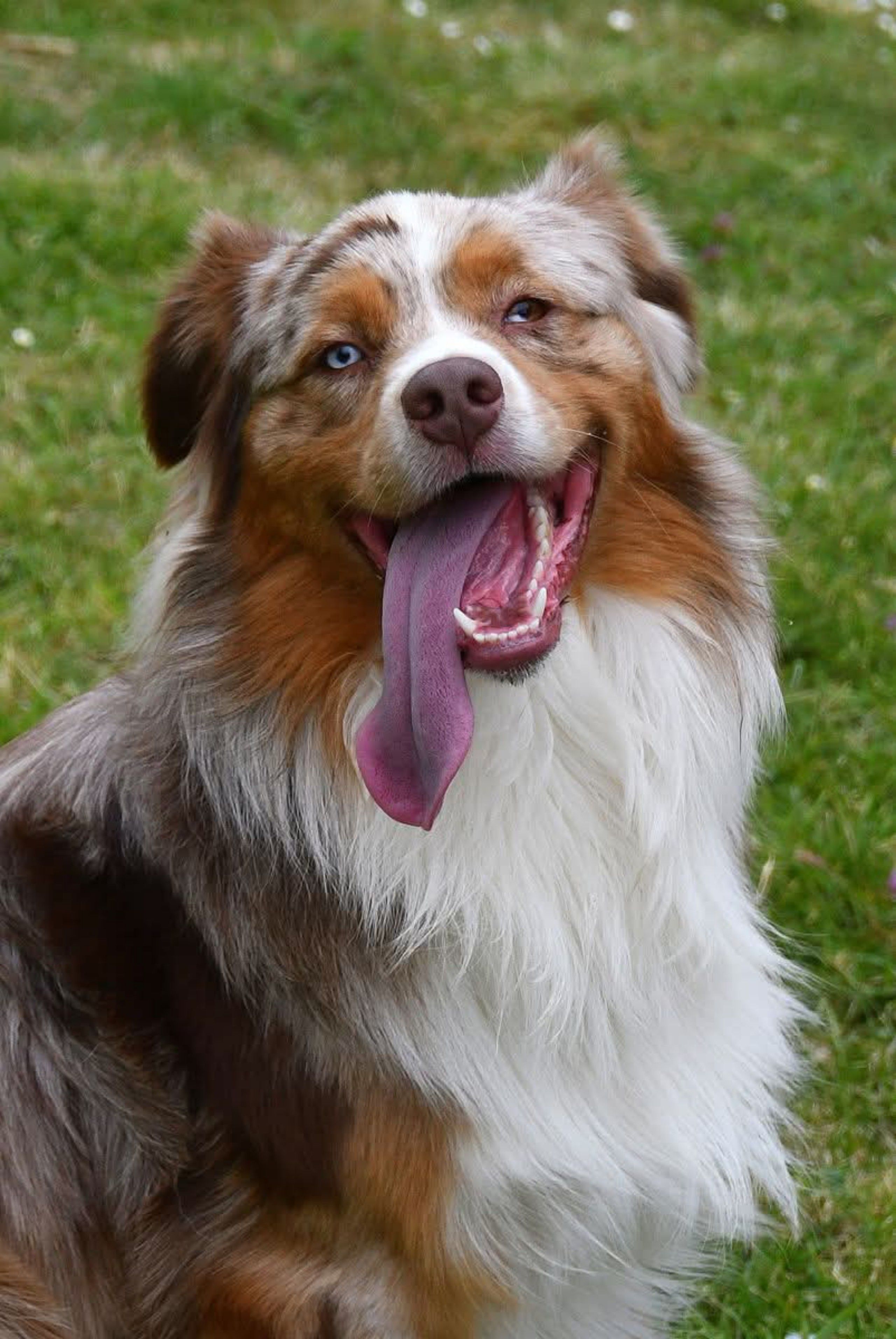Happy Australian Shepherd in Lush Green Park · Free Stock Photo