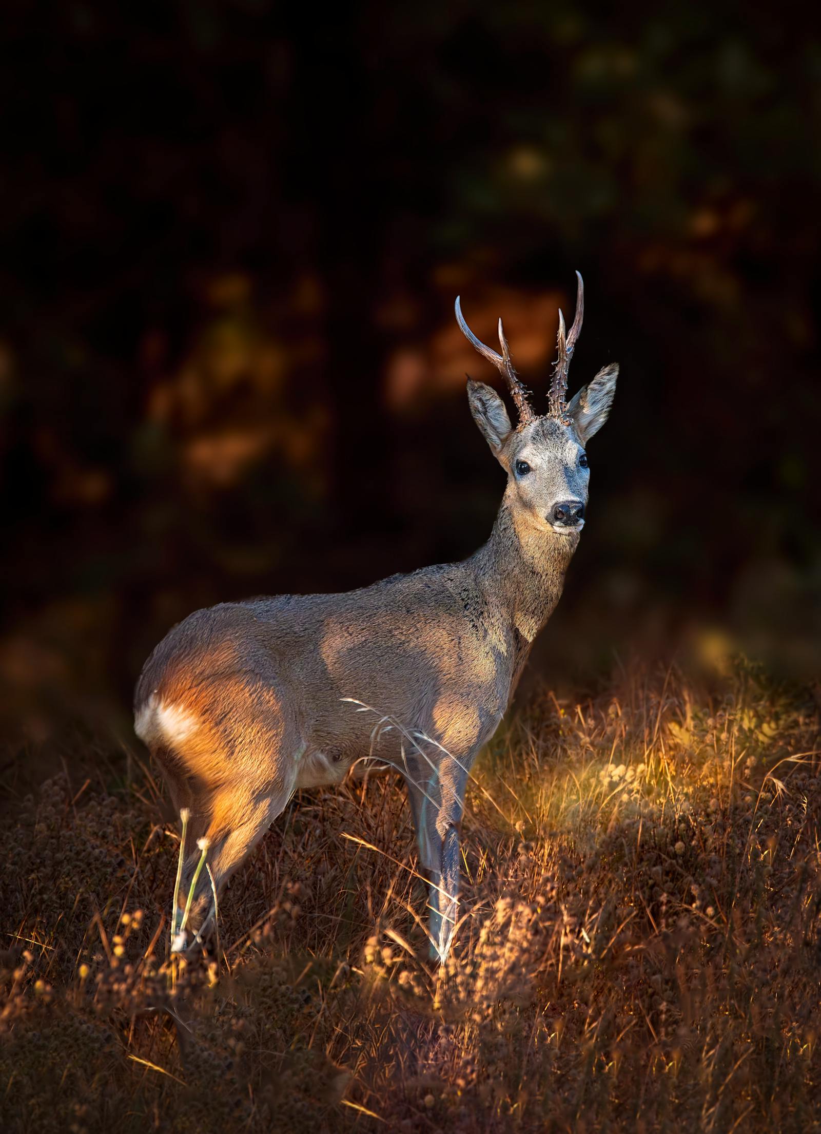 Deer. Photos, Download The BEST Free Deer. Stock Photos & HD Images