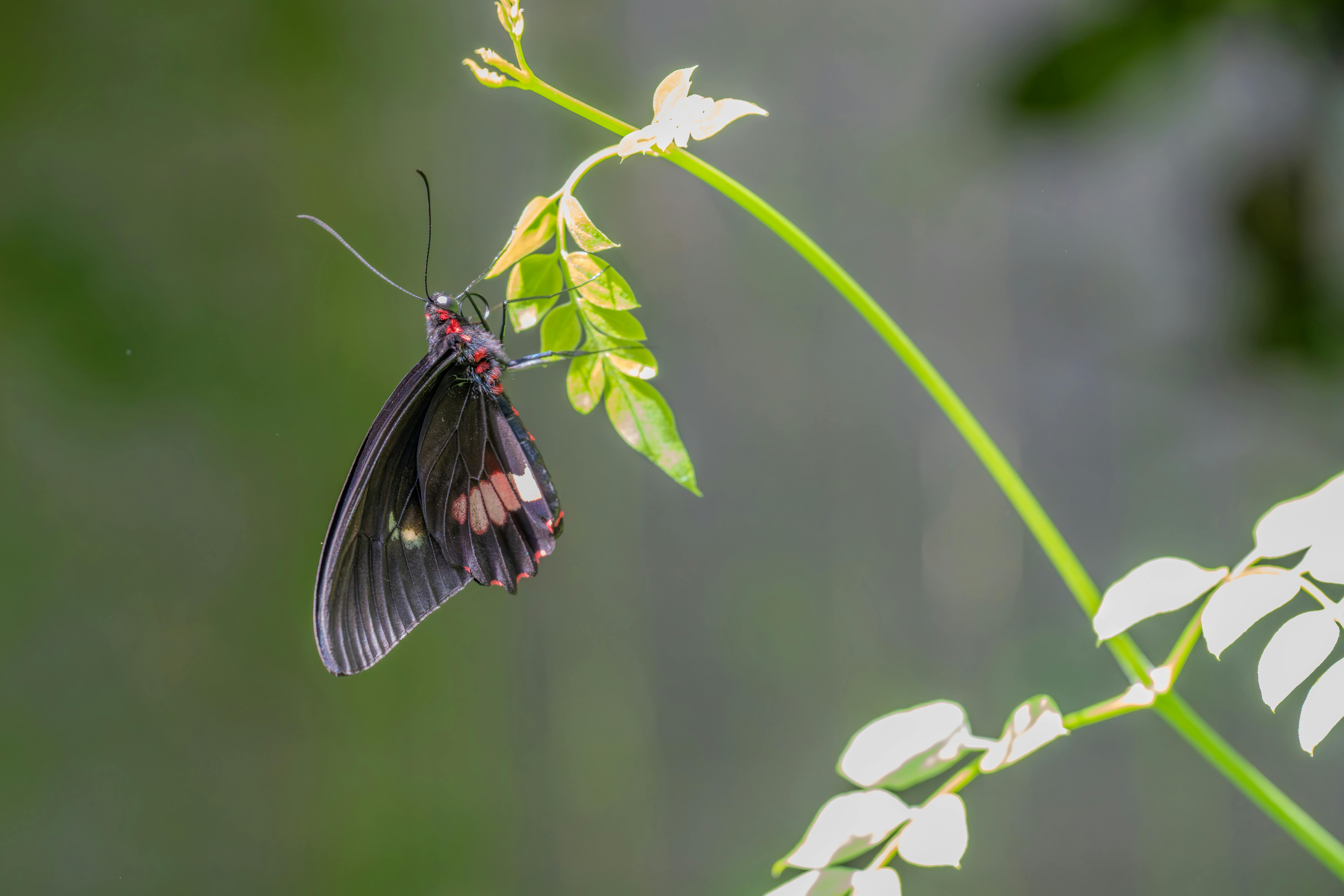 Ivan+Alien+Stage+Wallpaper+Desktop Photos, Download The BEST Free Ivan ...