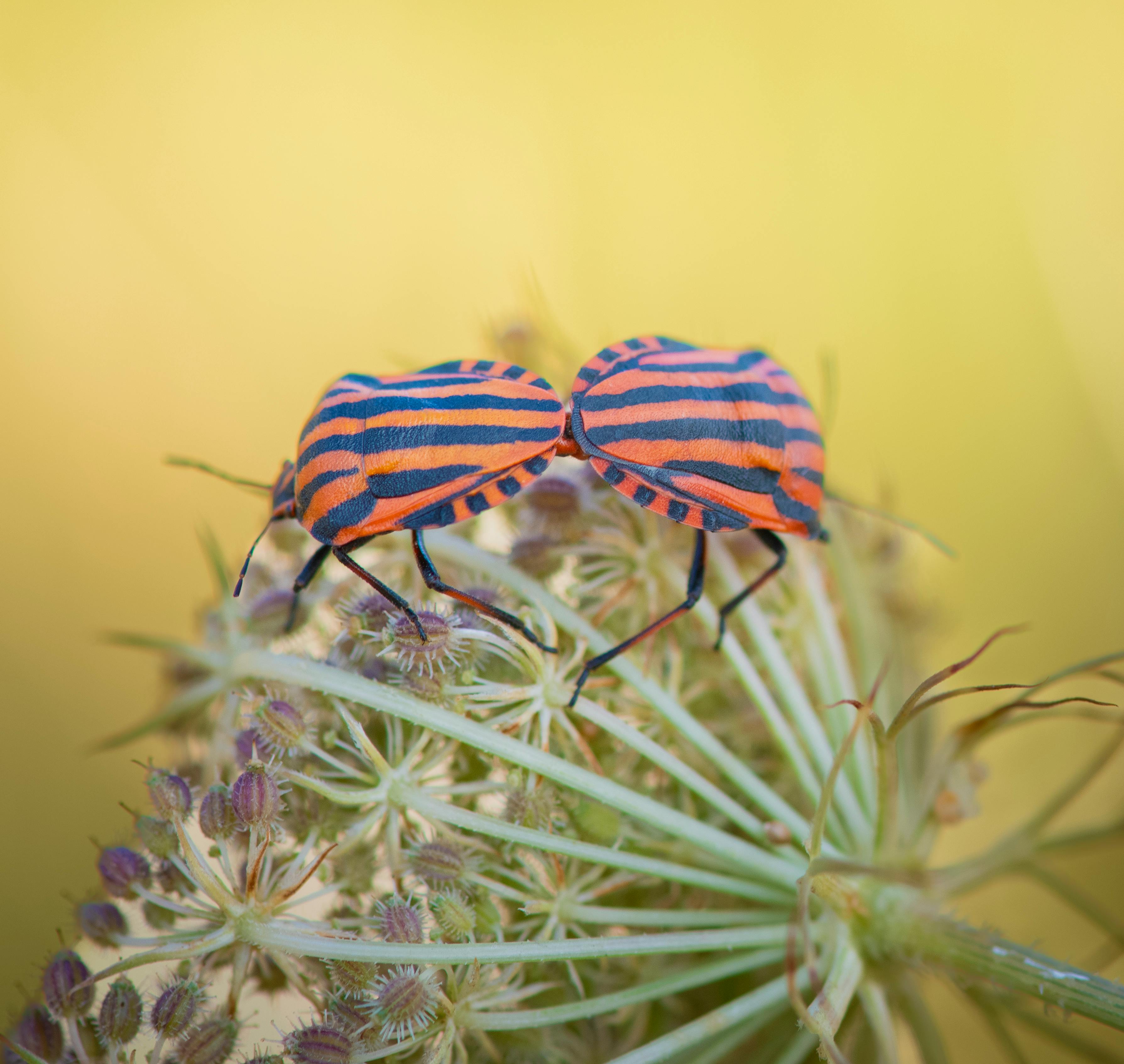 Background Barangay Photos, Download The BEST Free Background Barangay ...