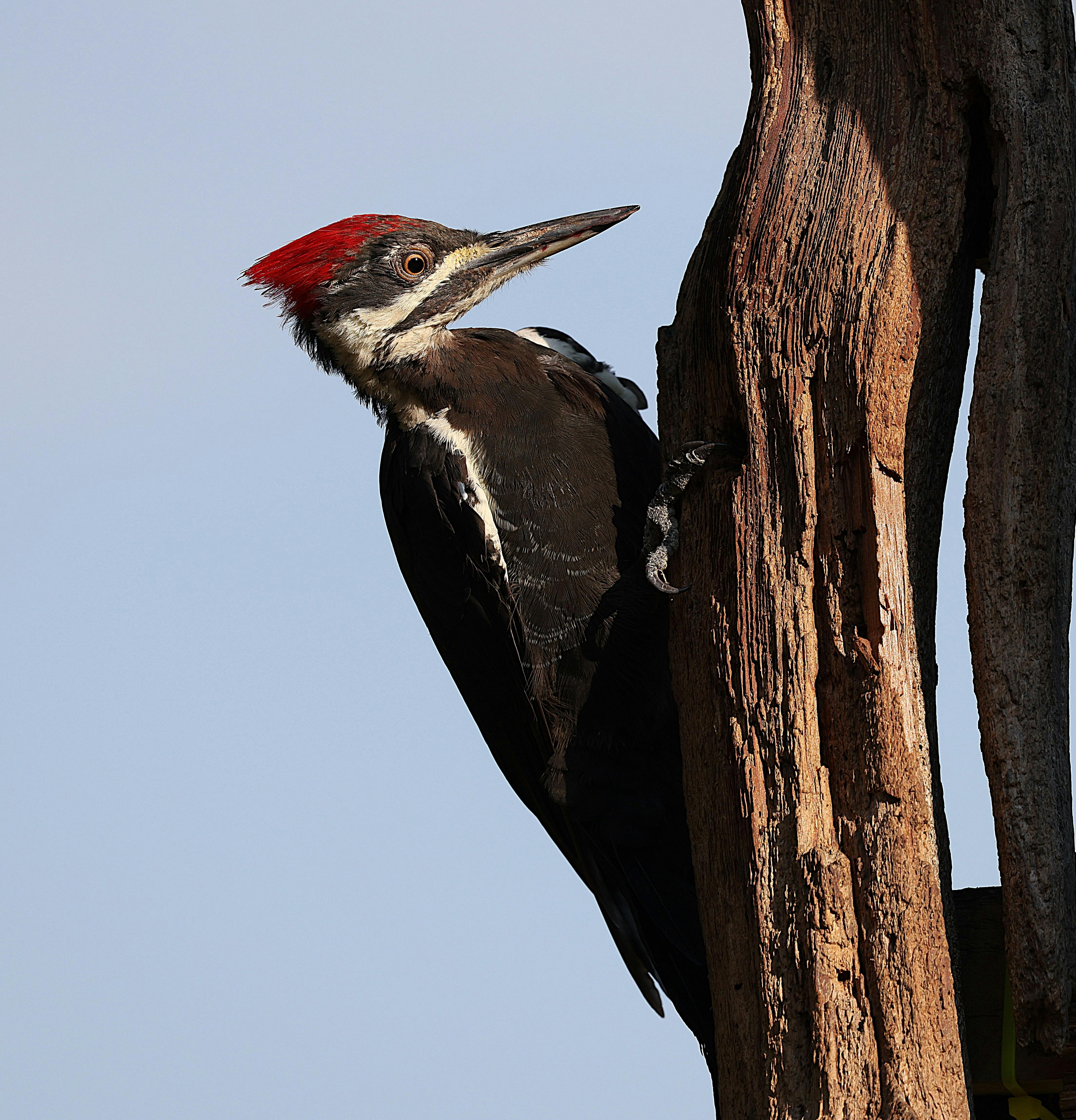 Flappy Bird Photos, Download The BEST Free Flappy Bird Stock Photos ...