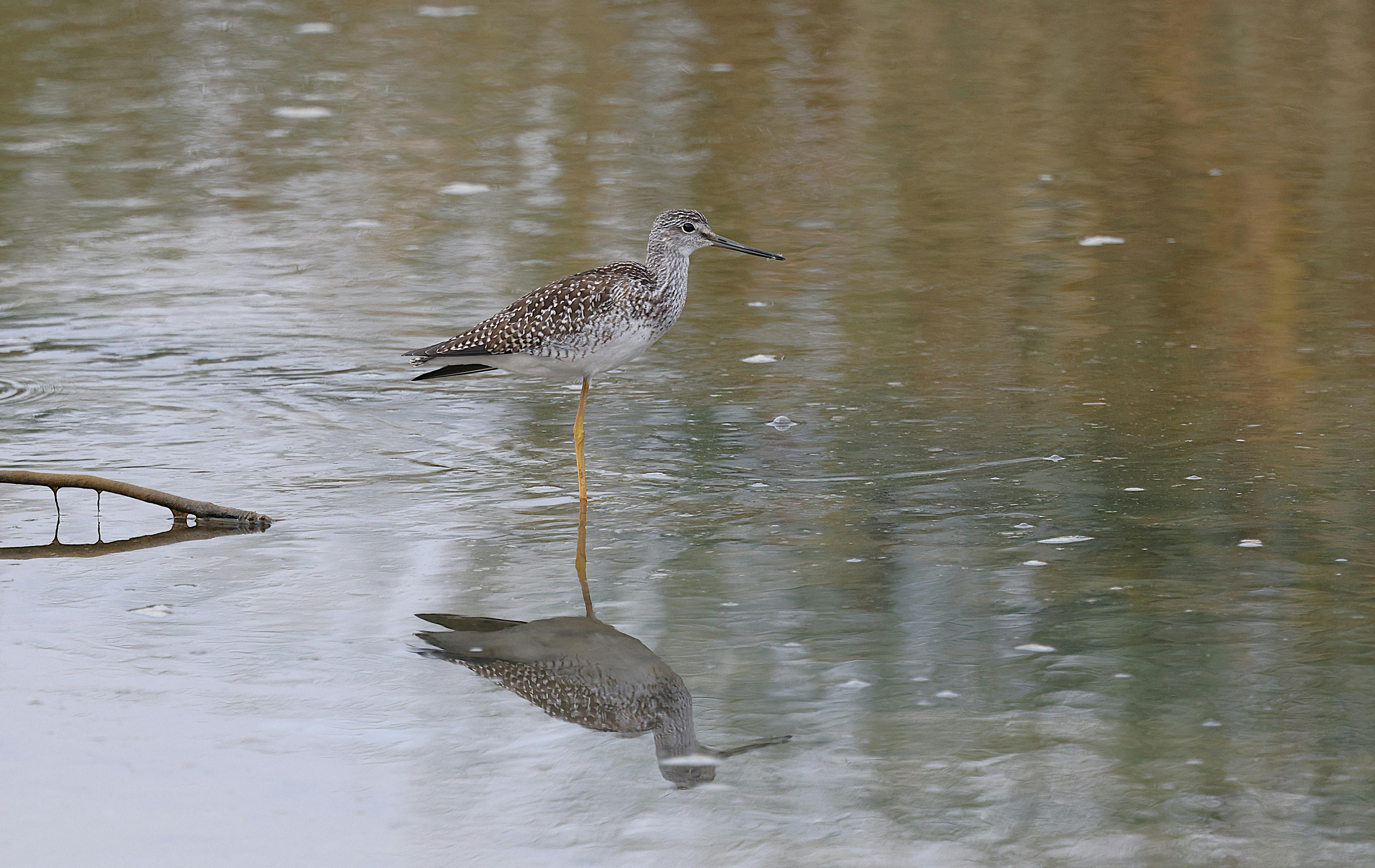 Michelle+Smallmon+Bikini+Hot+Legs+And+Body Photos, Download The BEST ...