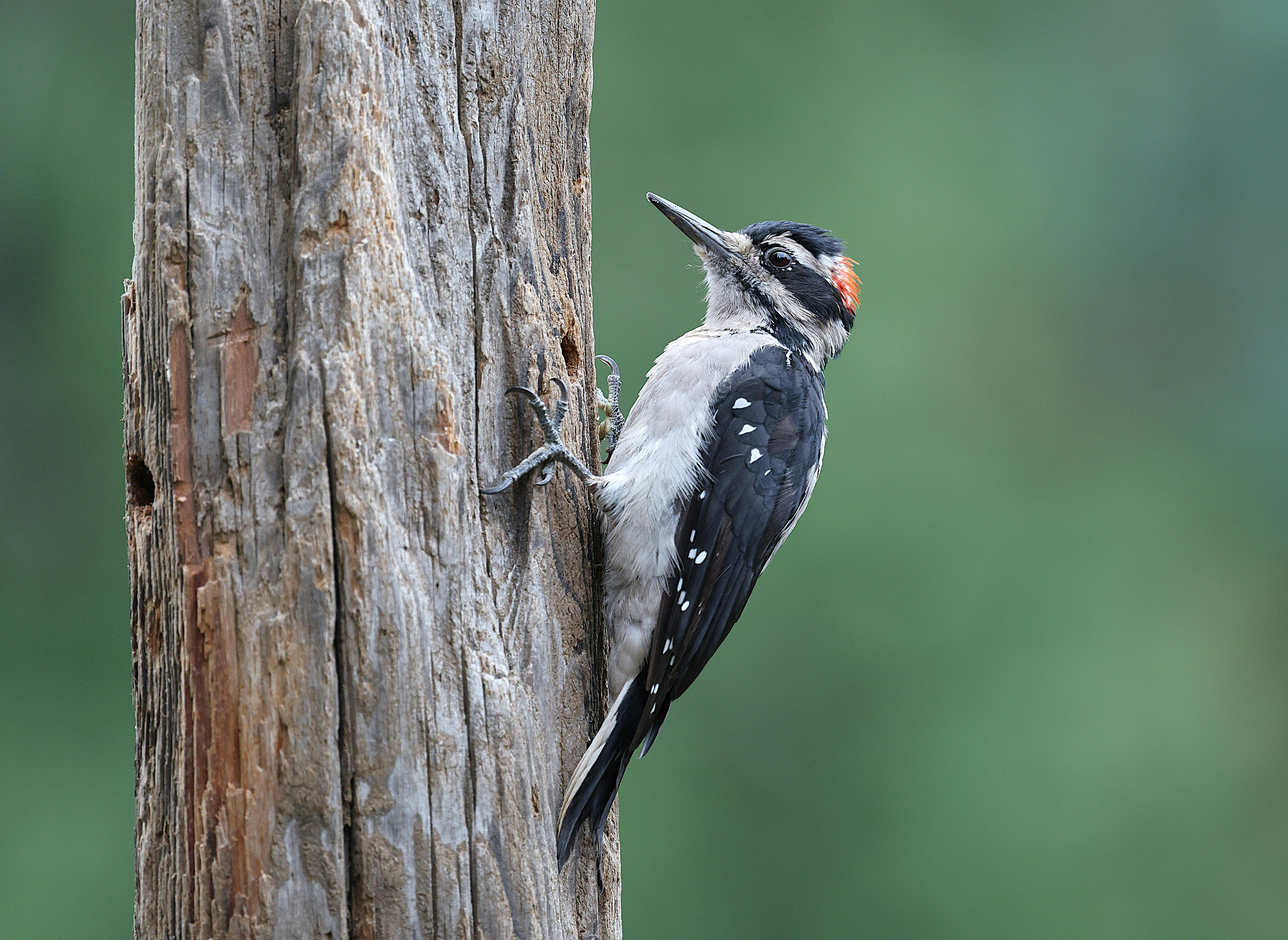 Flappy Bird Photos, Download The BEST Free Flappy Bird Stock Photos ...