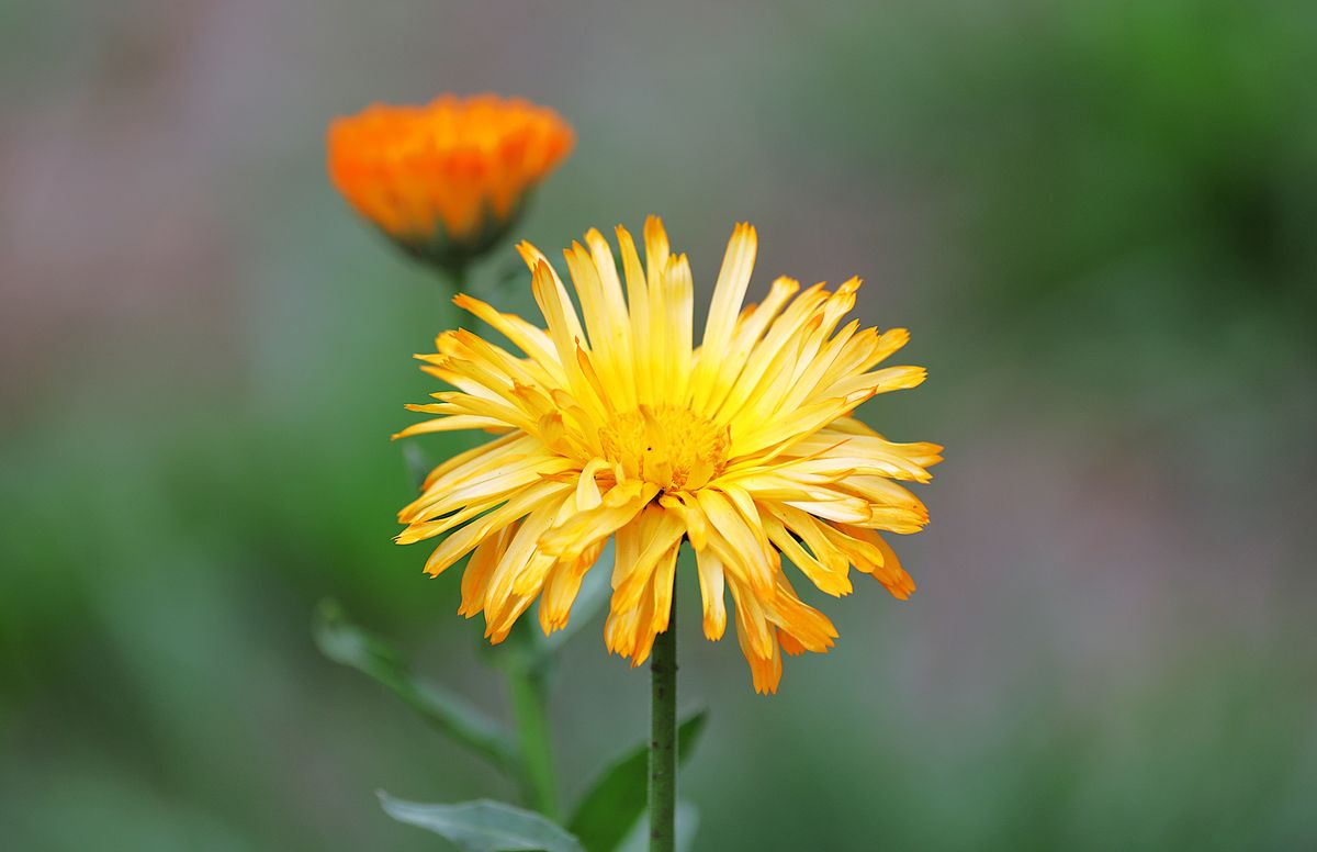 Beautiful Flowers Buke Photos, Download The BEST Free Beautiful Flowers ...