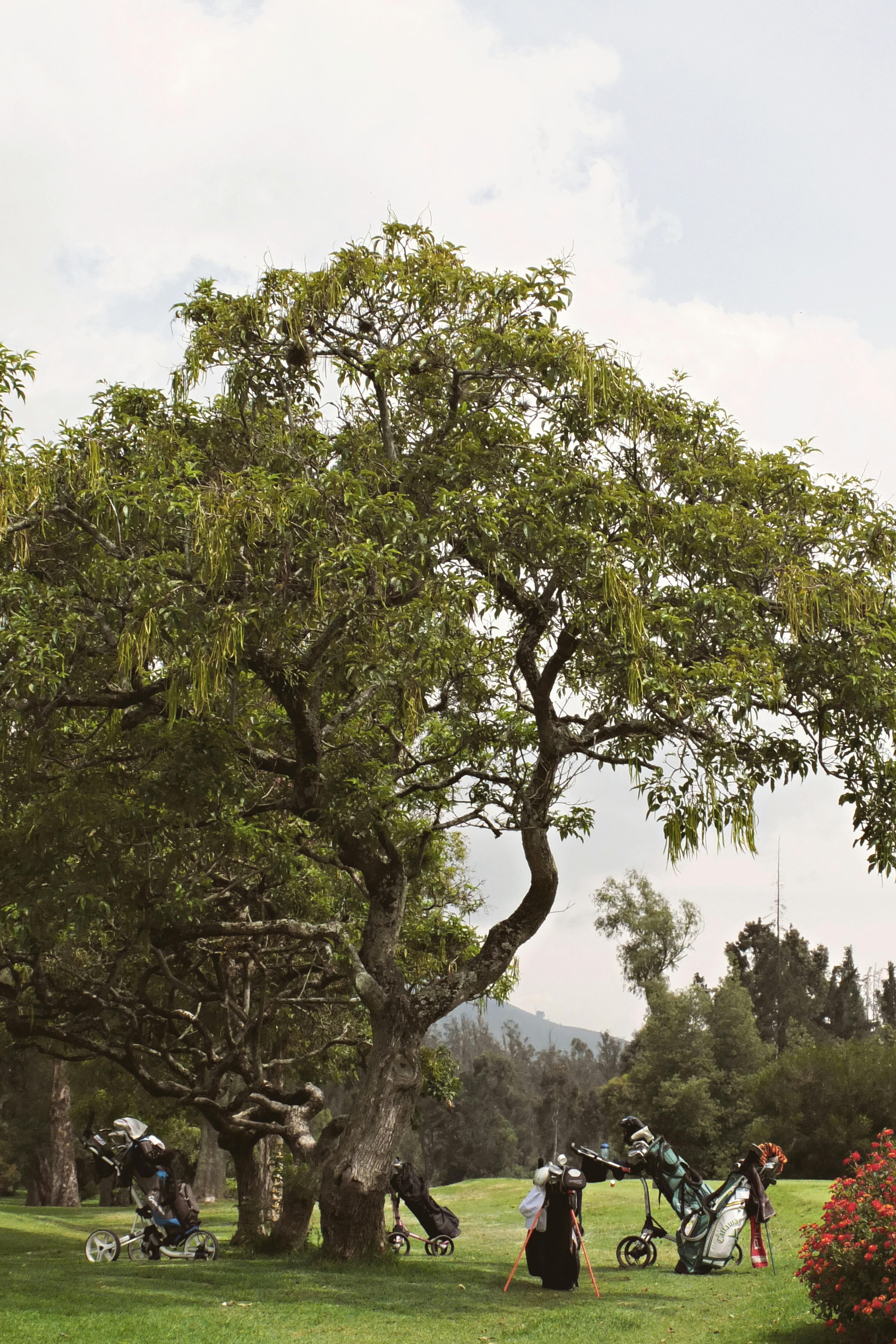 100,000+ Best Tree Images · 100% Free Download · Pexels Stock Photos