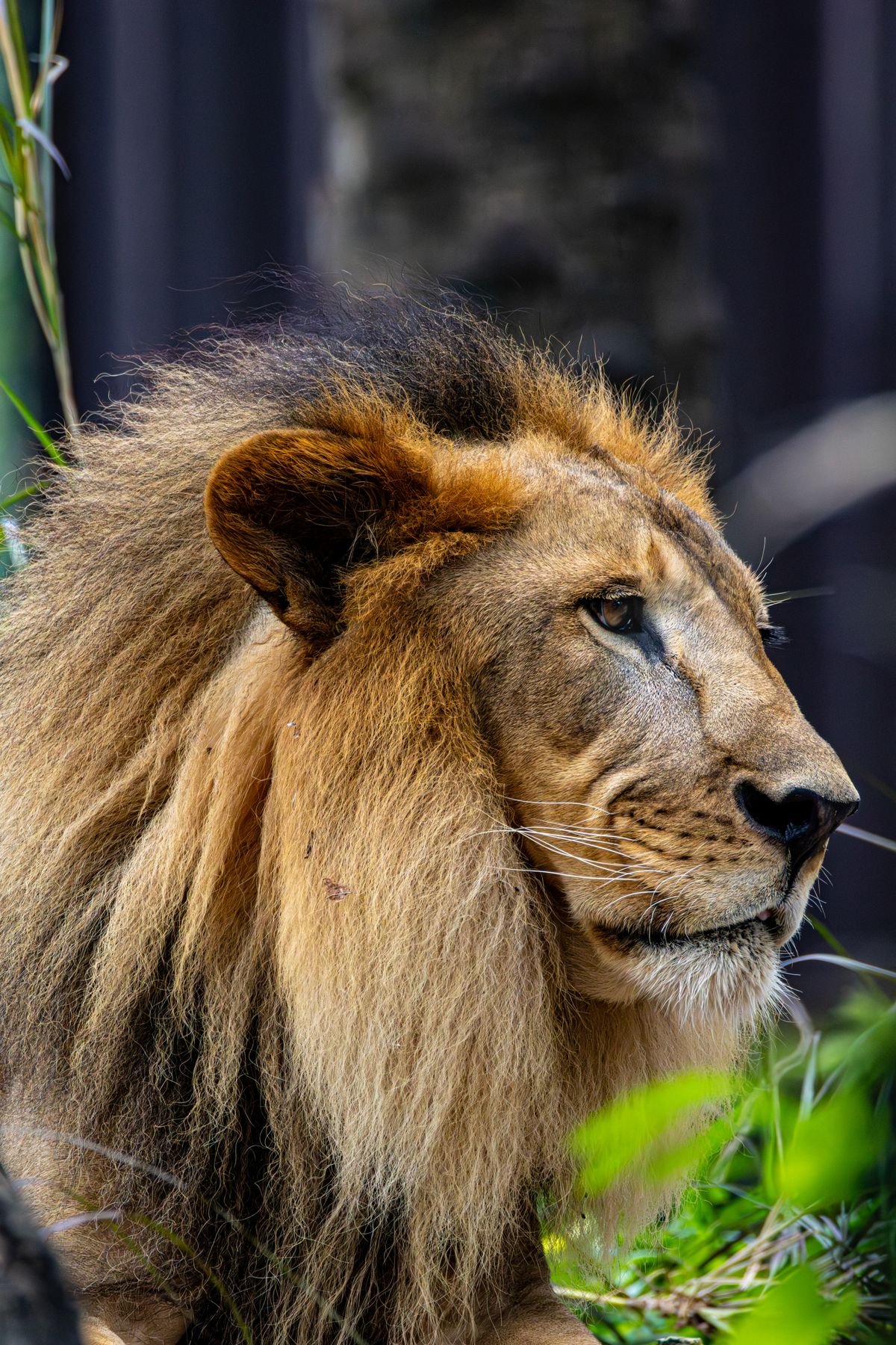 Animated Lion Photos, Download The BEST Free Animated Lion Stock Photos ...
