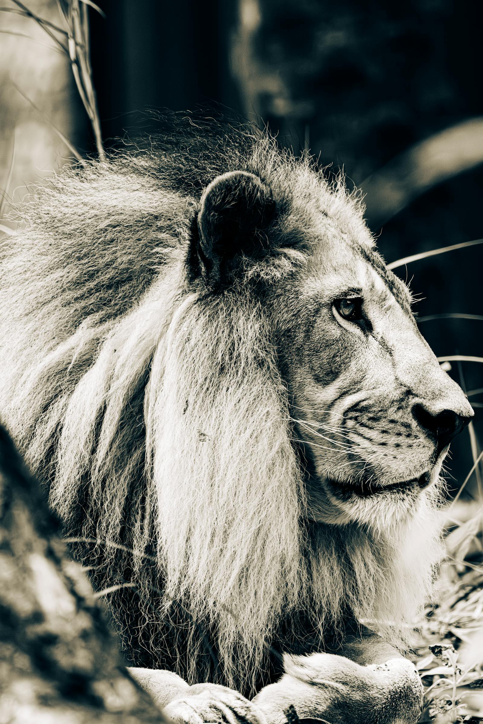 Lion And Rabbit Photos, Download The BEST Free Lion And Rabbit Stock ...