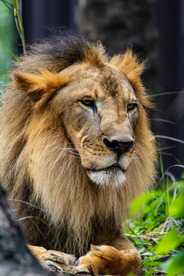 Lion Pictures Photos, Download The BEST Free Lion Pictures Stock Photos ...