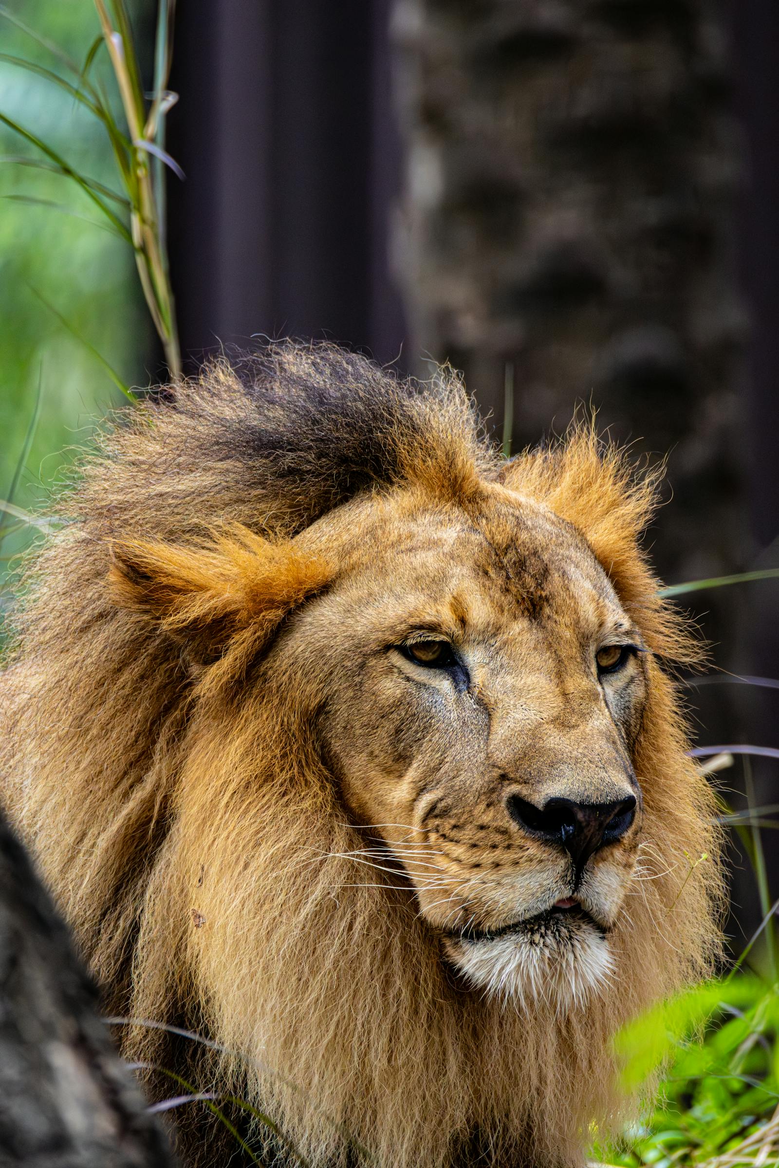 Lion And Rabbit Photos, Download The BEST Free Lion And Rabbit Stock ...