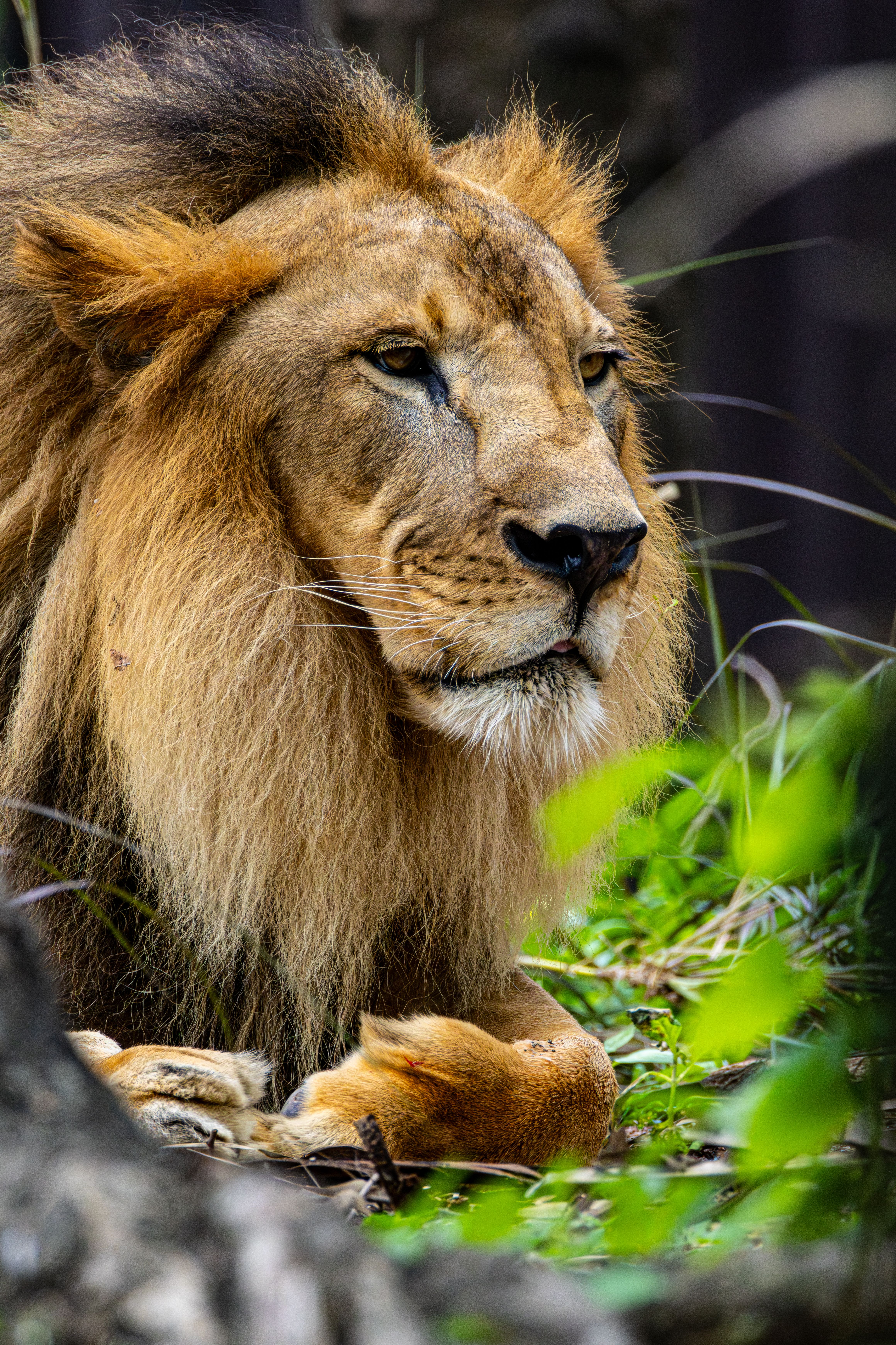 Lion In The Wild Photos, Download The BEST Free Lion In The Wild Stock ...