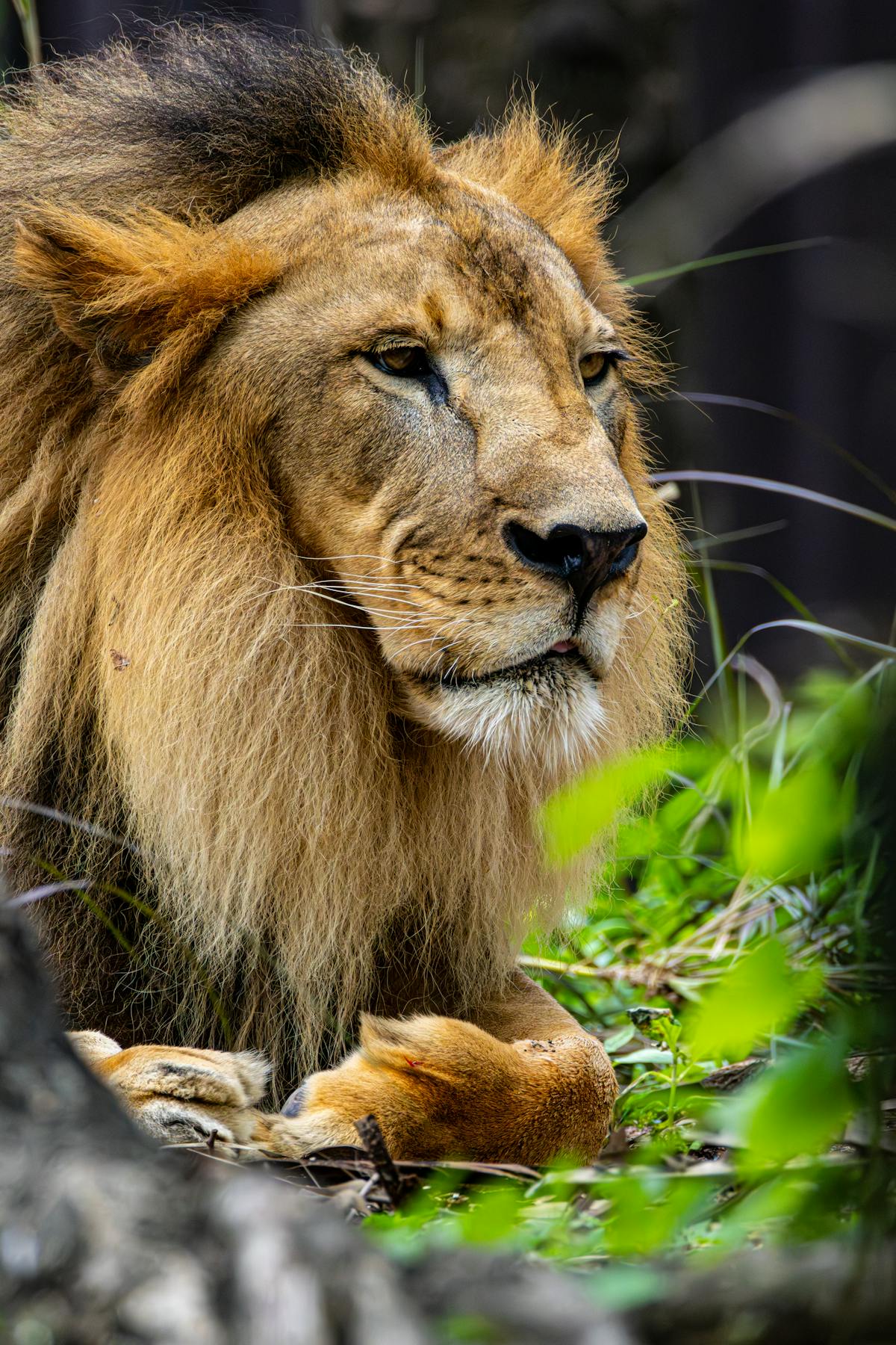 The Lion King Simba Photos, Download The BEST Free The Lion King Simba ...