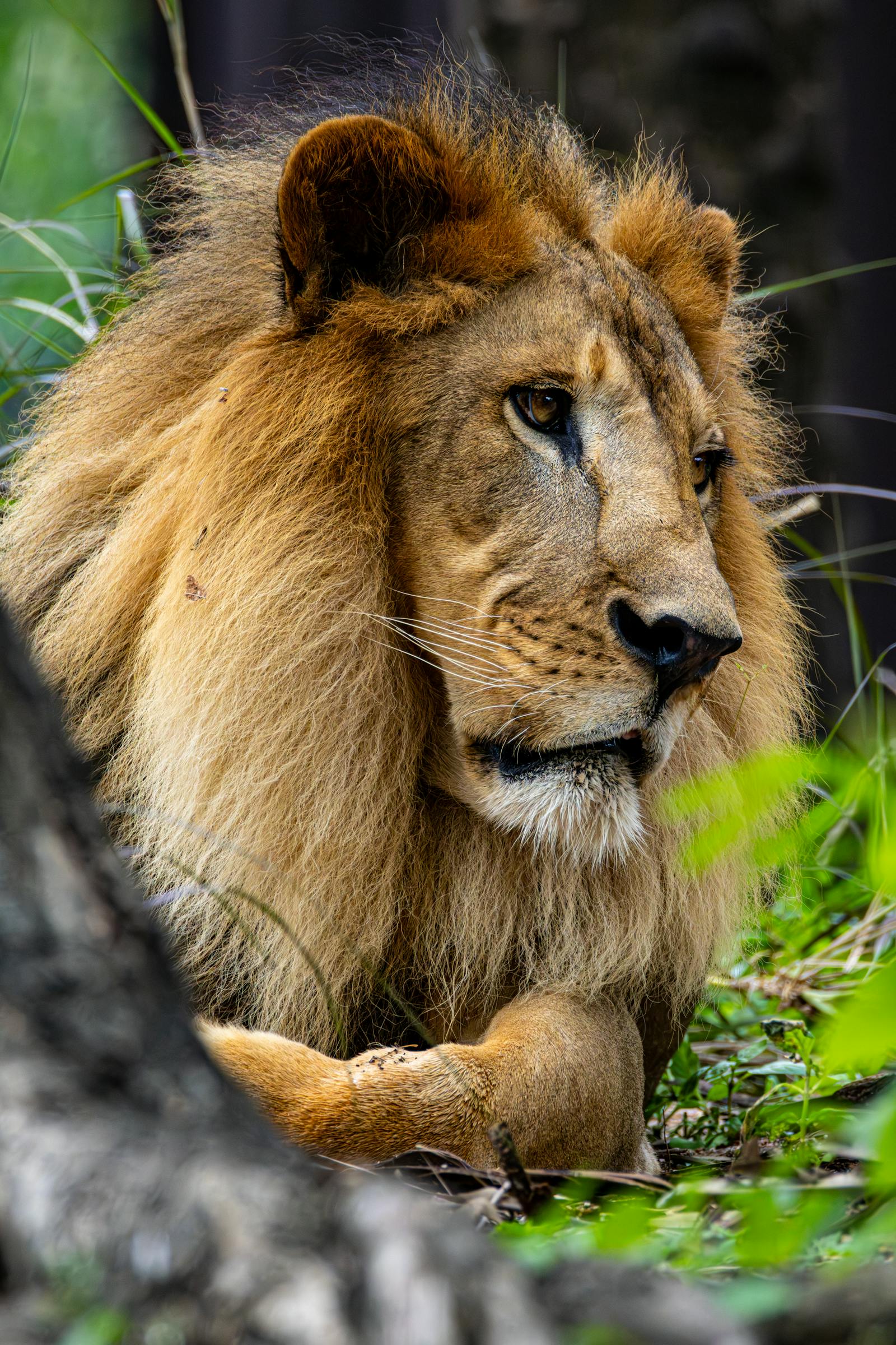 Lion And Rabbit Photos, Download The BEST Free Lion And Rabbit Stock ...