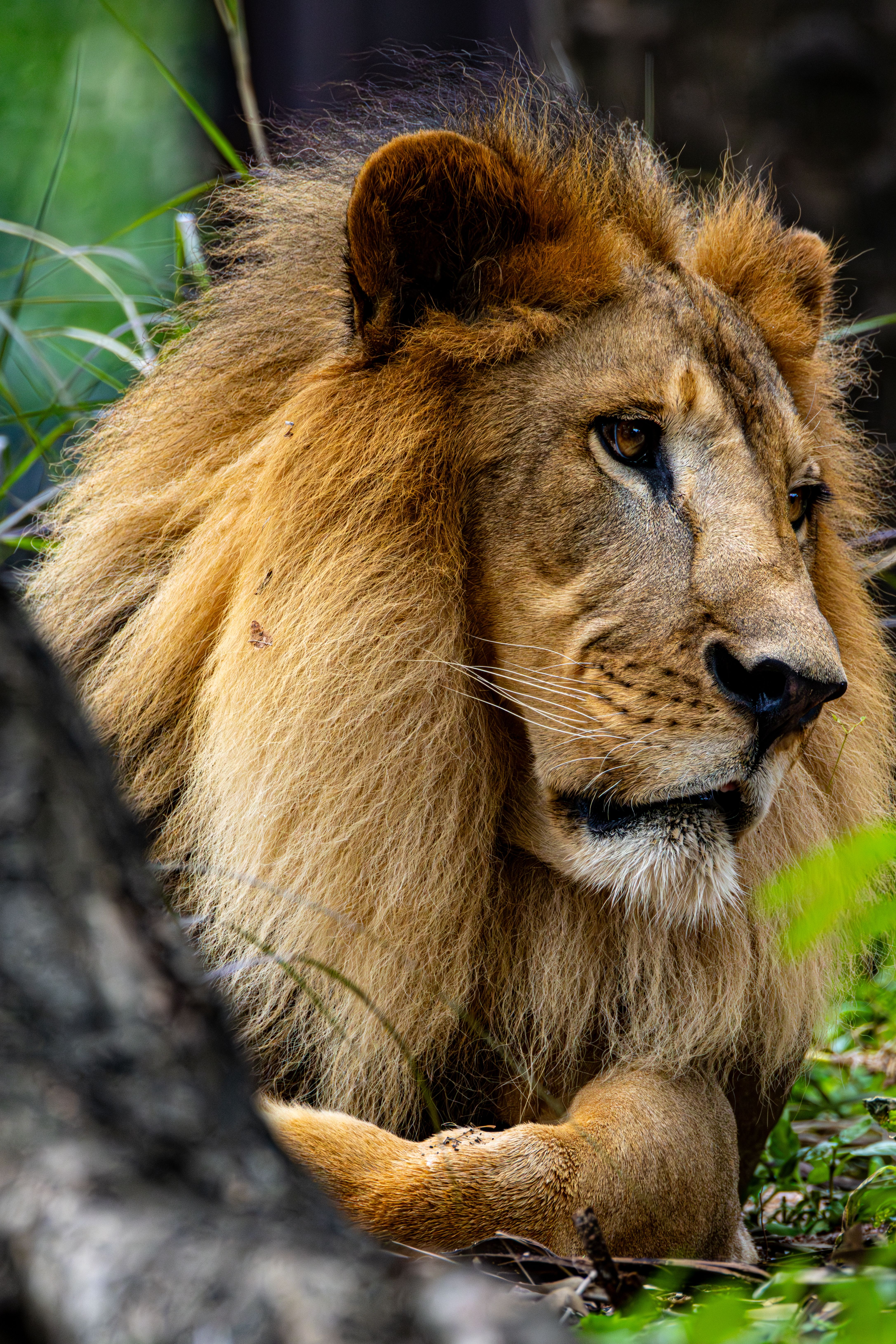 Close-Up Photo of Lion · Free Stock Photo