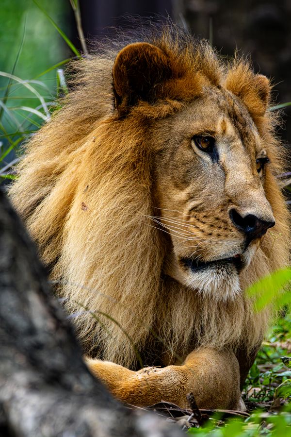Lion In The Wild Photos, Download The BEST Free Lion In The Wild Stock ...