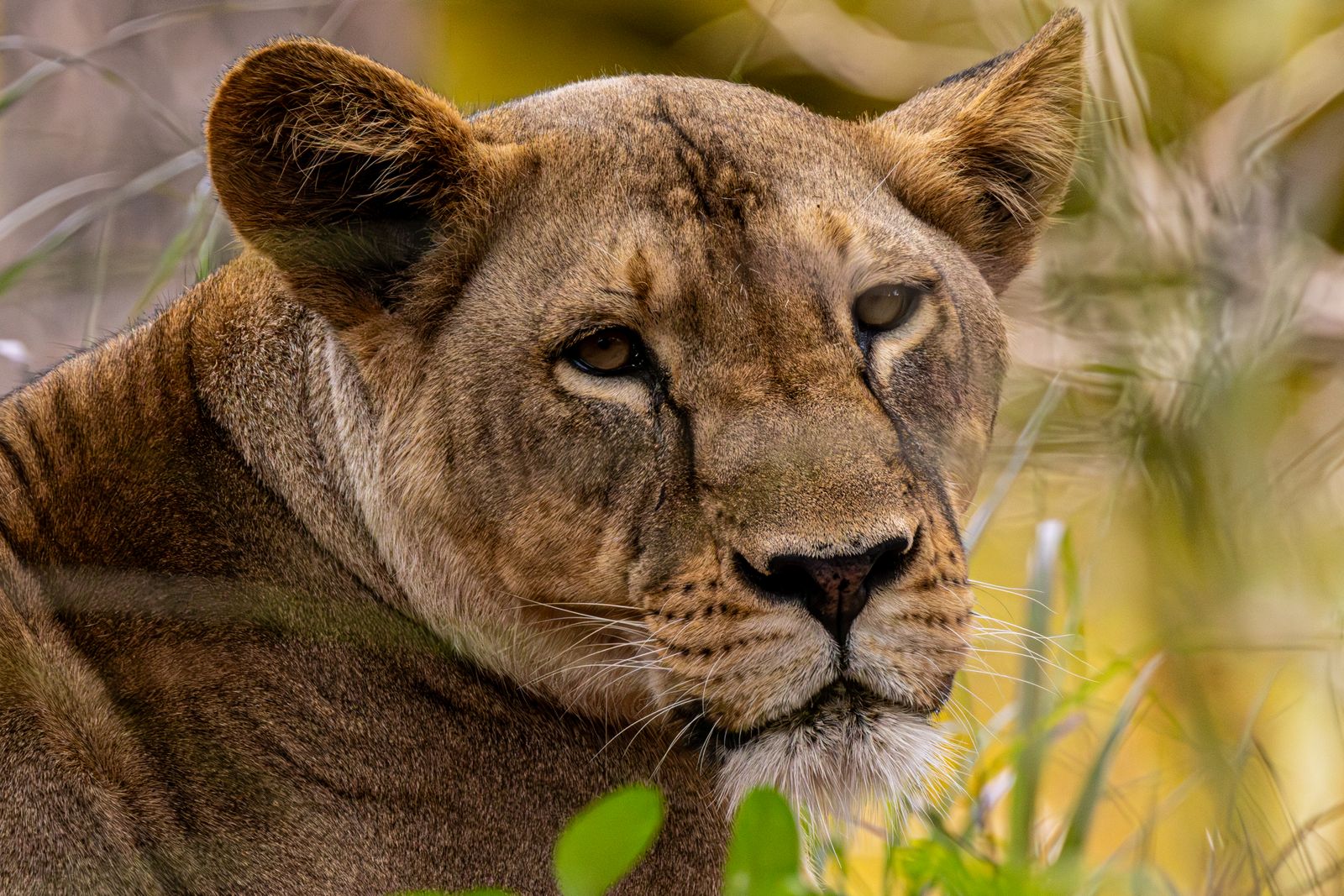 Lion Pictures Photos, Download The BEST Free Lion Pictures Stock Photos ...