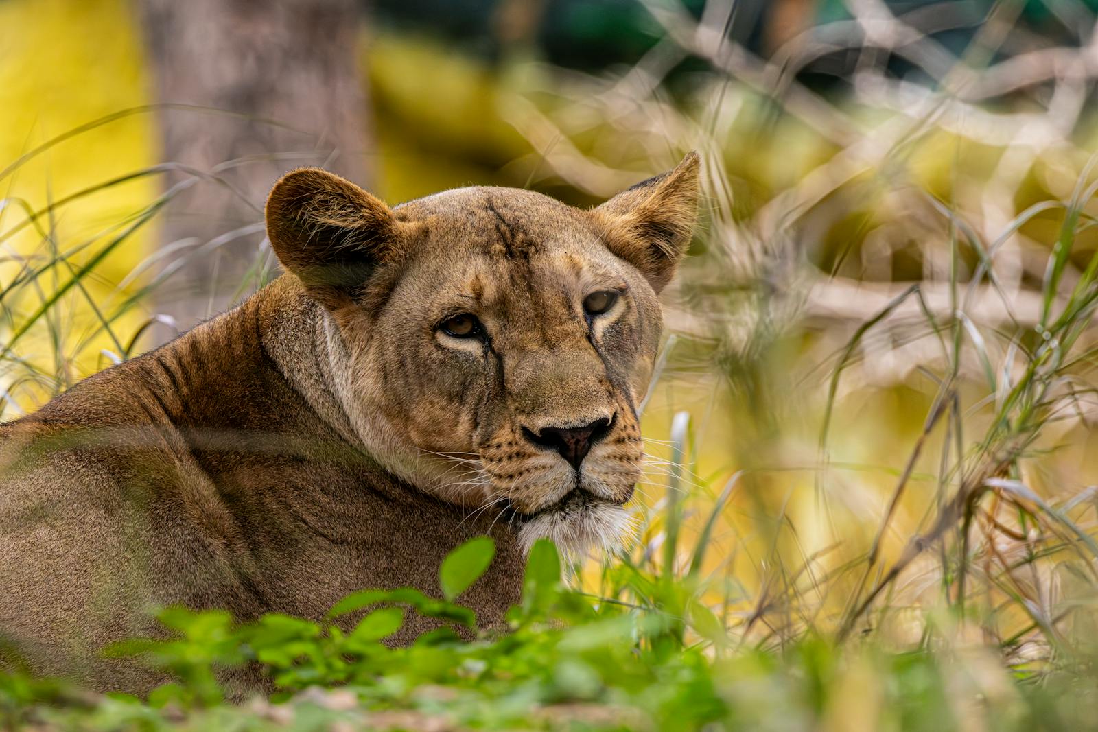 Lion Whitebackground Photos, Download The BEST Free Lion Whitebackground Stock Photos & HD Images