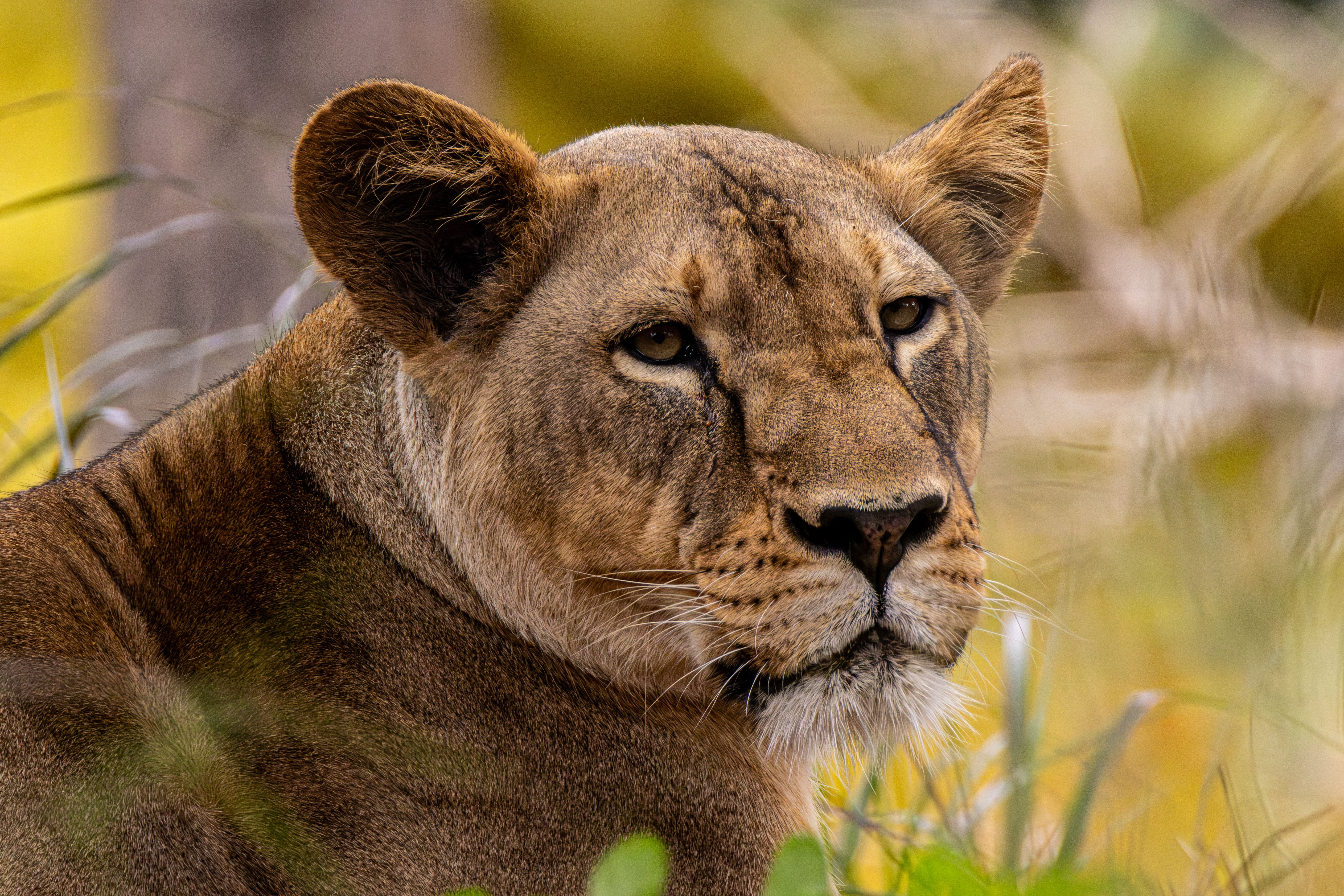 Gratis stockfoto van afrika, afrikaanse leeuw, bedreigde, beest, bokeh ...