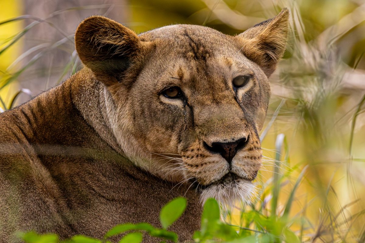 Lioness Photos, Download The BEST Free Lioness Stock Photos & HD Images