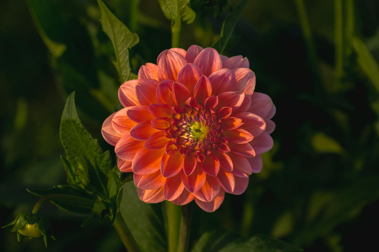 Hindi+Hd+Bf Photos, Download The BEST Free Hindi+Hd+Bf Stock Photos ...