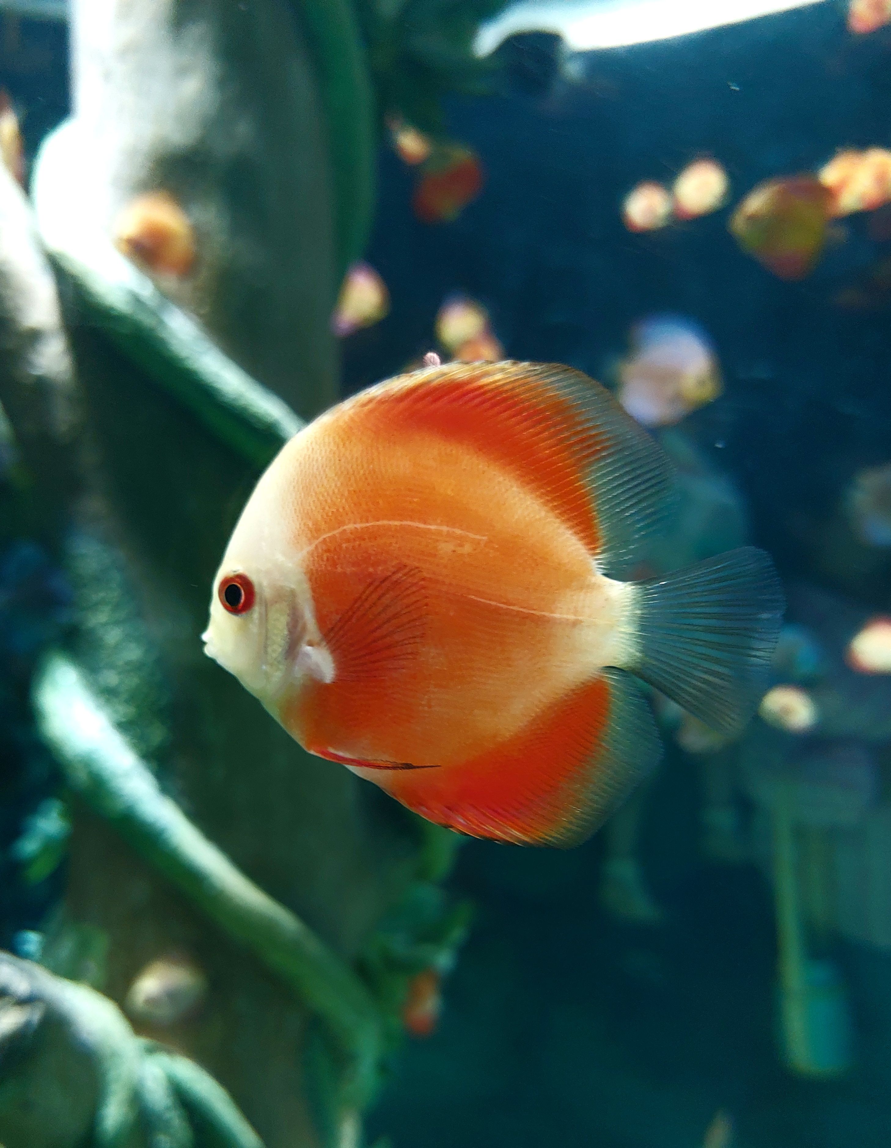 Tropical Fish Photos, Download The BEST Free Tropical Fish Stock Photos ...