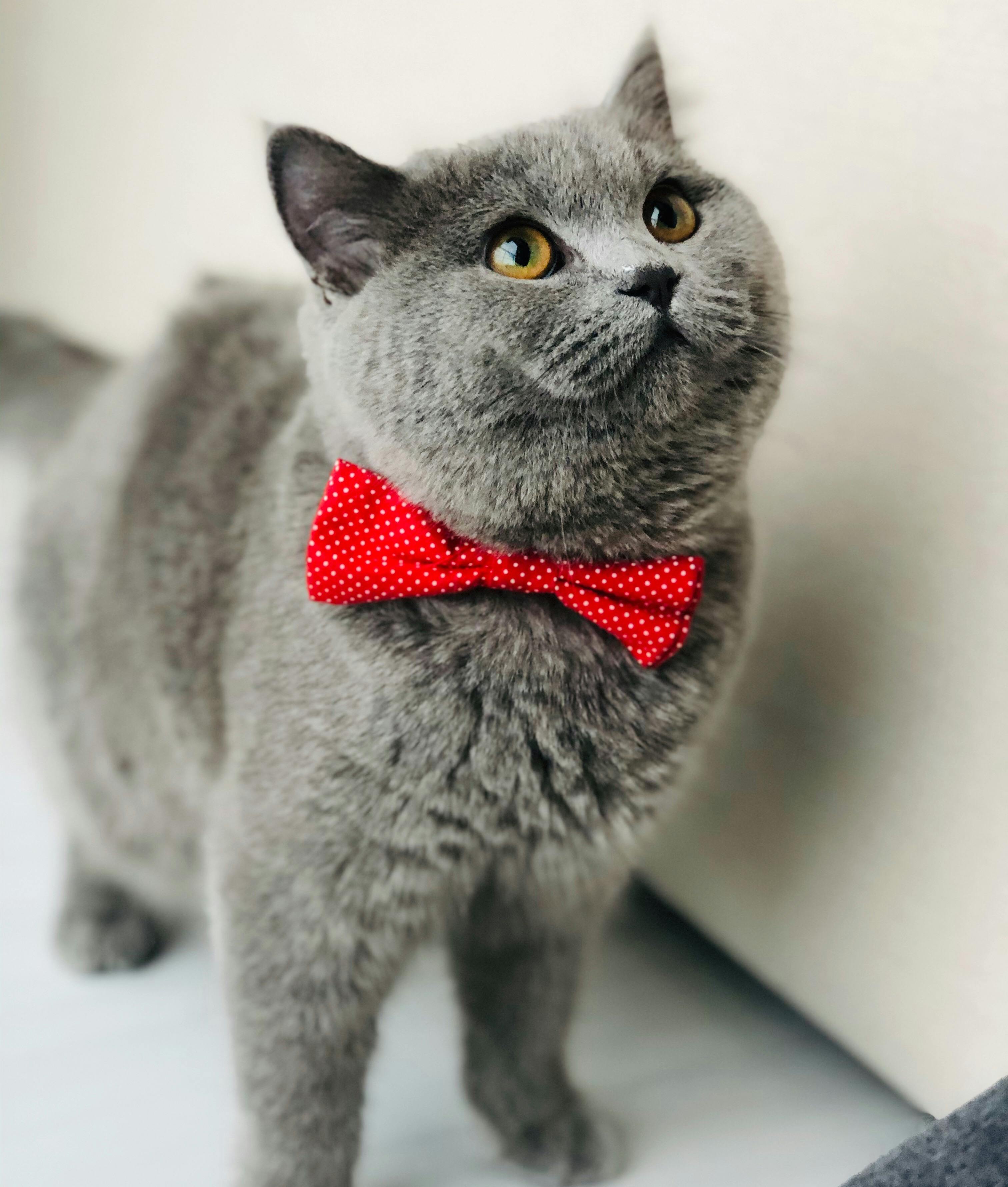 Cute+Nymph Photos, Download The BEST Free Cute+Nymph Stock Photos & HD ...