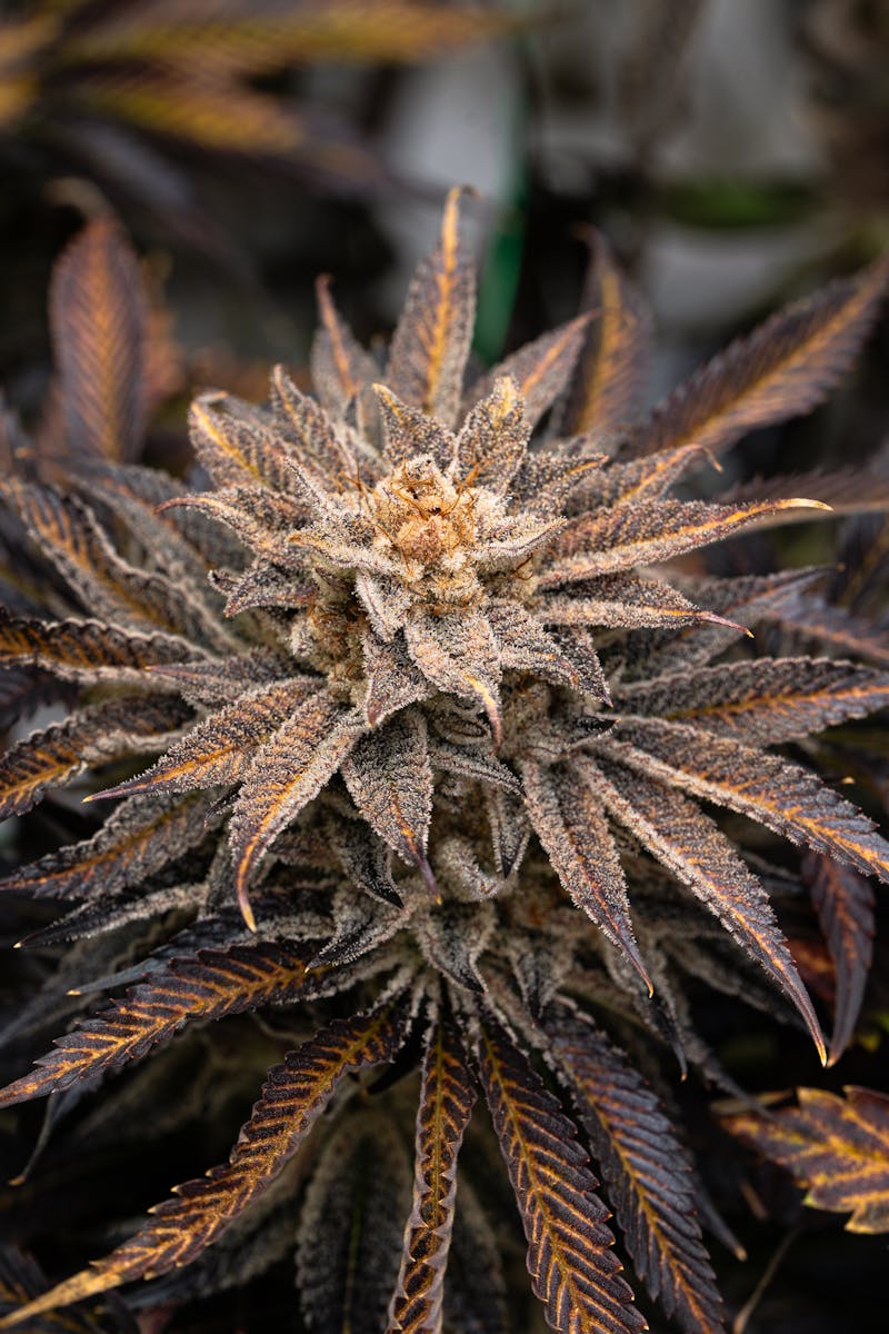 2,041,816+以上の無料雪景色画像