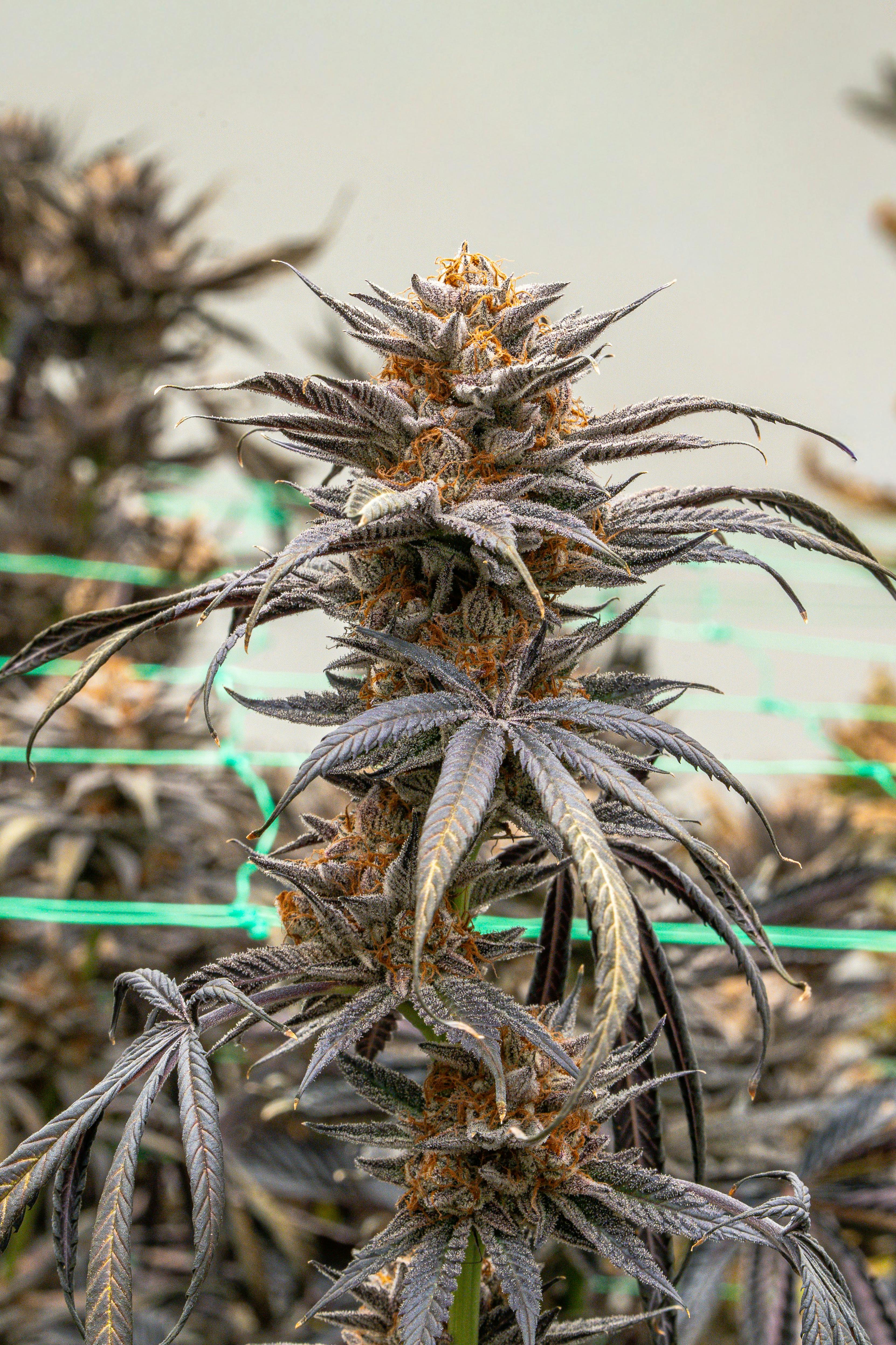 Weed Wallpapers Photos, Download The BEST Free Weed Wallpapers Stock ...