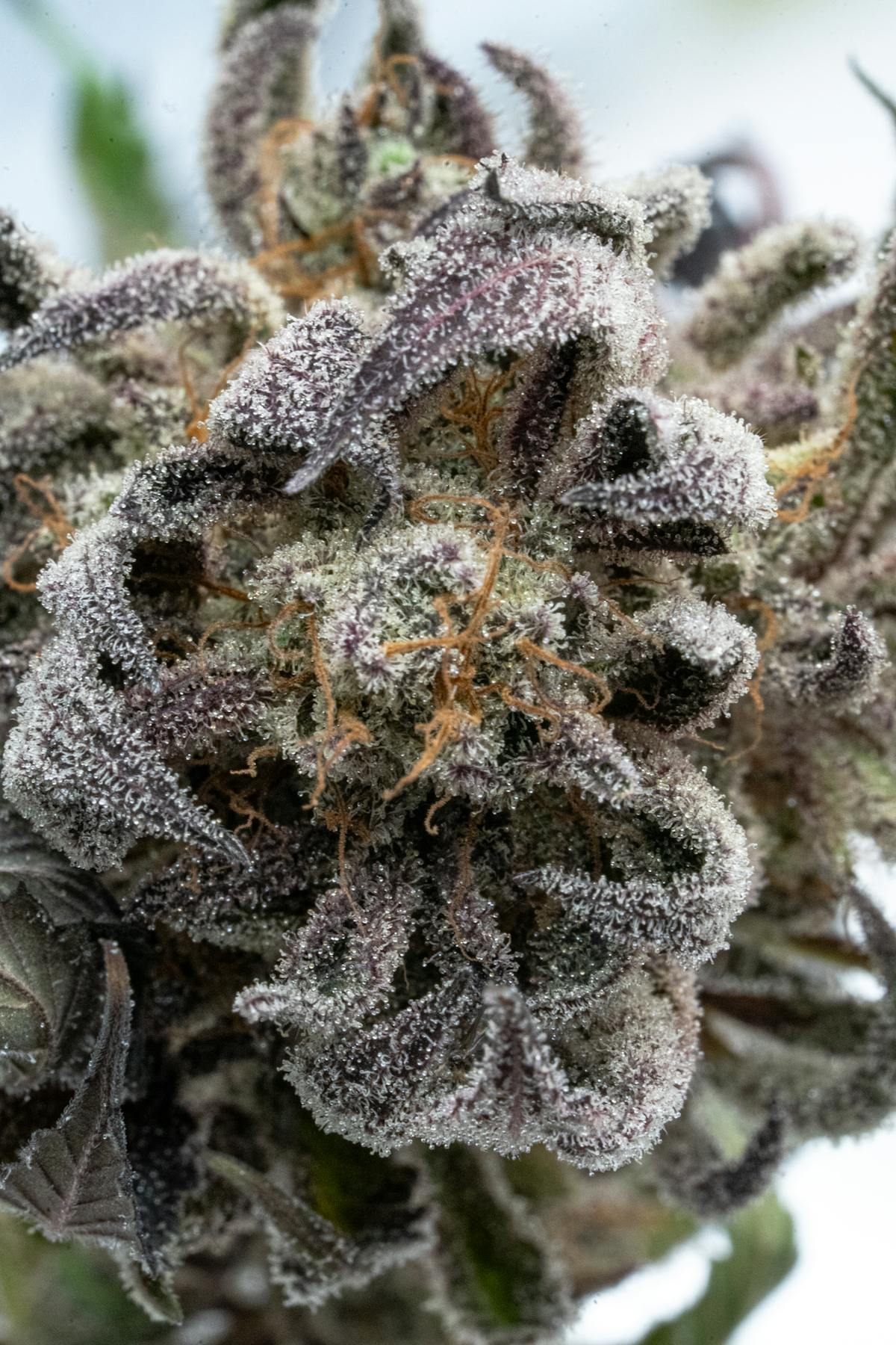 2,041,816+以上の無料雪景色画像