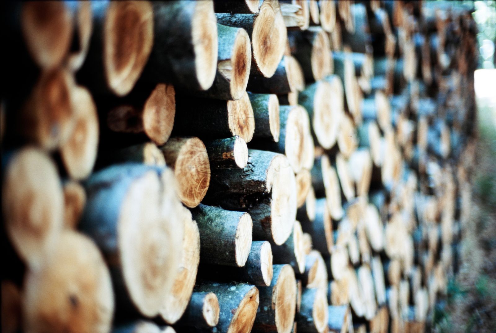 Deforestation Photos, Download The BEST Free Deforestation Stock Photos ...