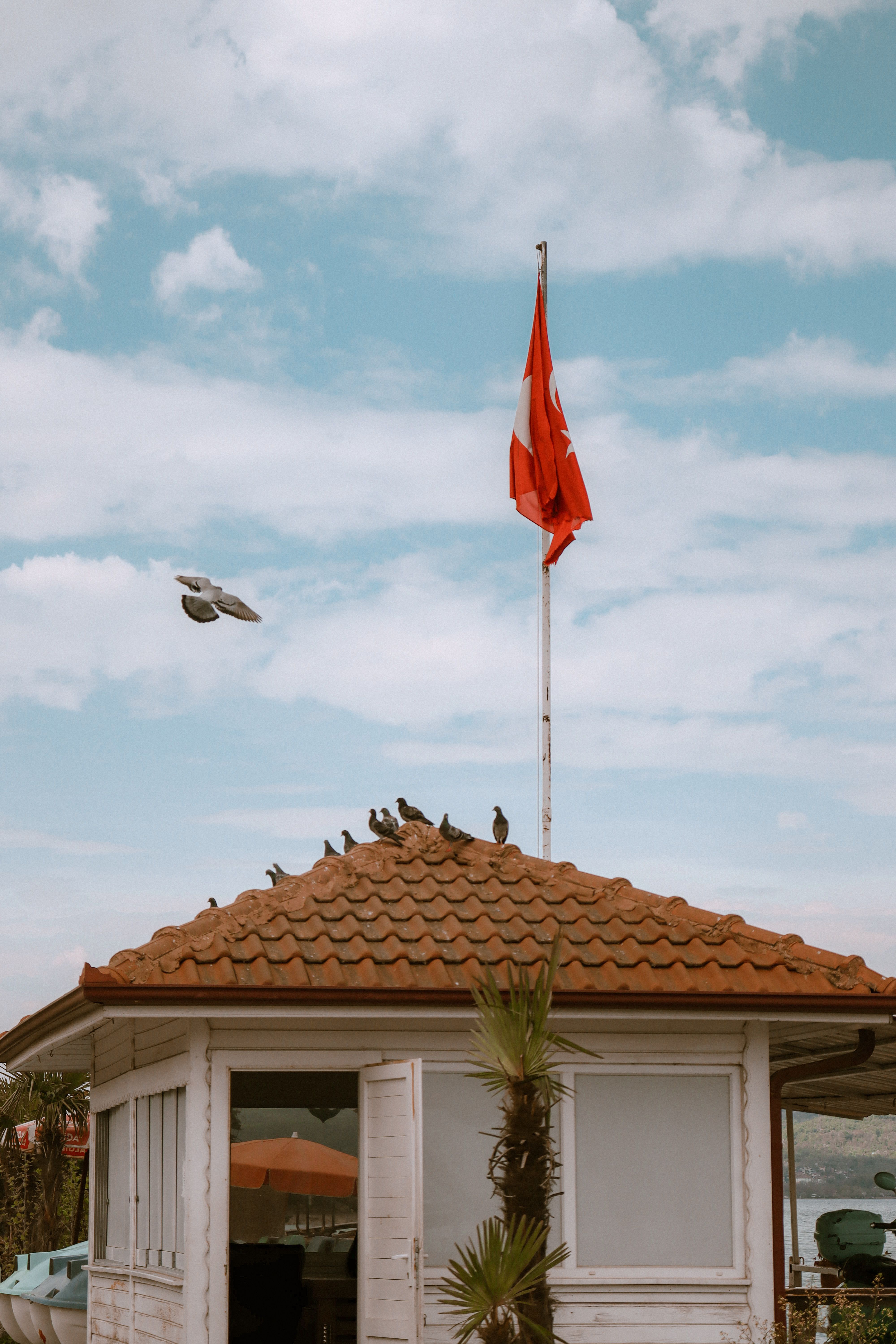 Maori Flag Photos, Download The BEST Free Maori Flag Stock Photos & HD ...
