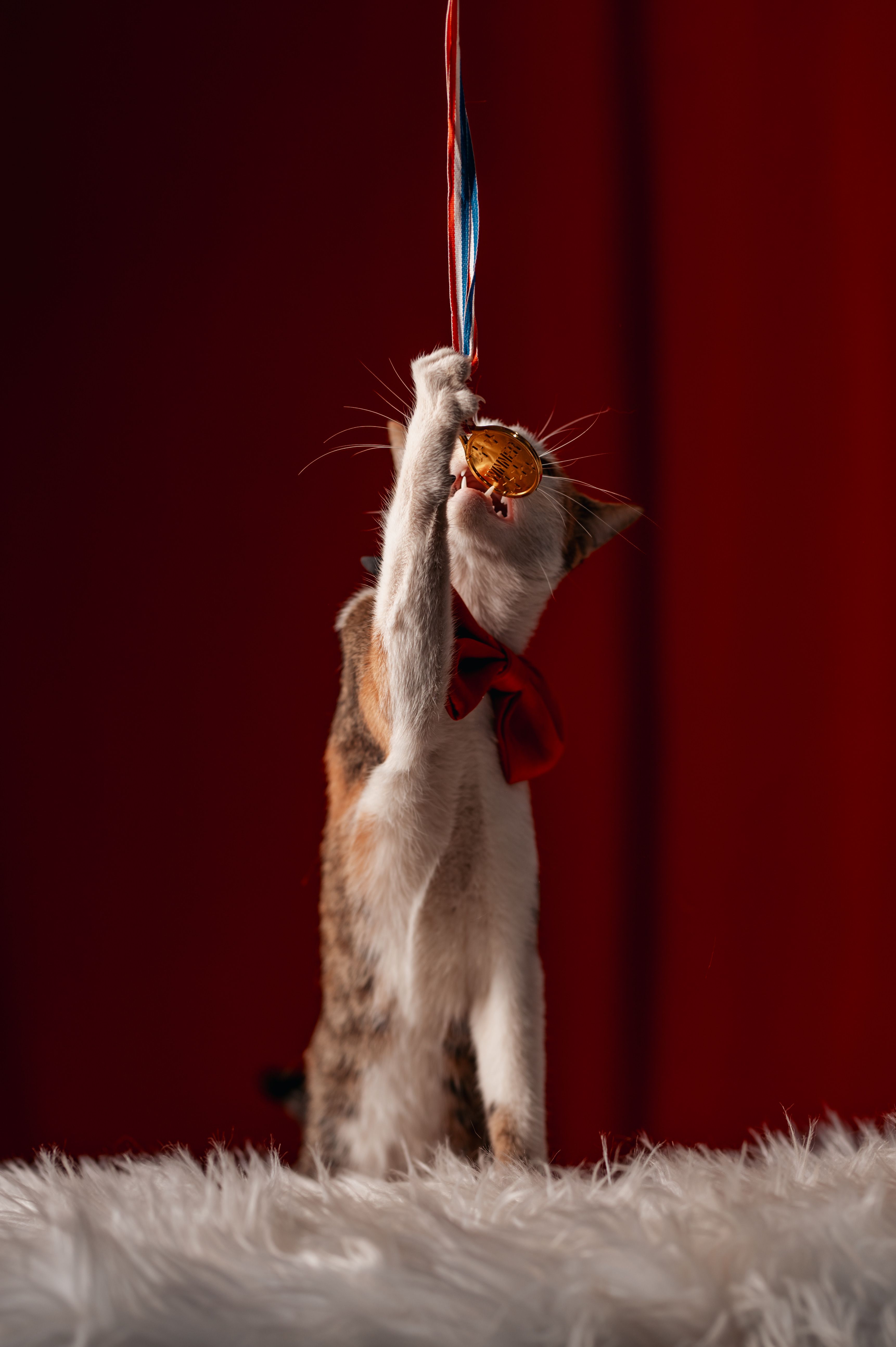 Cute Kitten Playing with Medal Ribbon on Soft Surface · Free Stock Photo