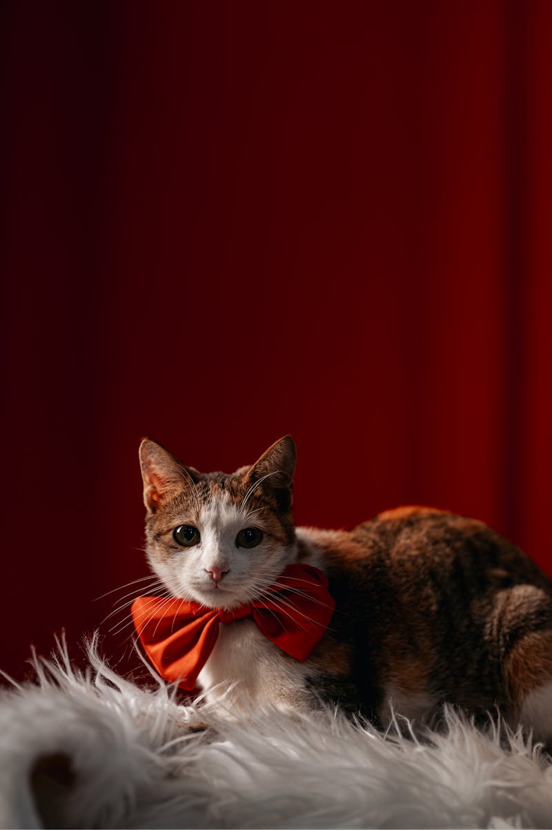 Bow Tie Photos, Download The BEST Free Bow Tie Stock Photos & HD Images