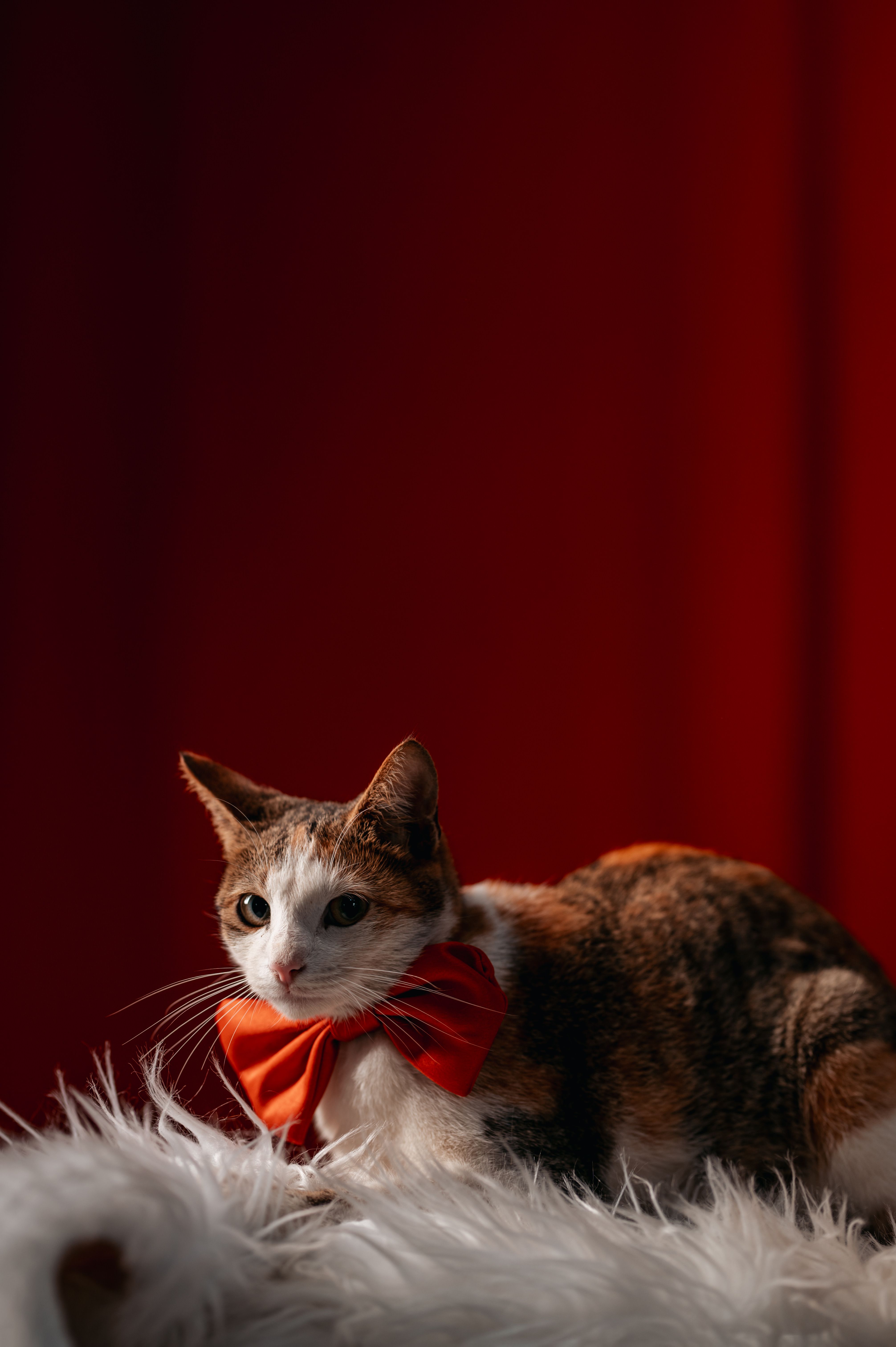 Kucing Elegan Dengan Pita Merah Di Permukaan Yang Halus · Foto Stok Gratis