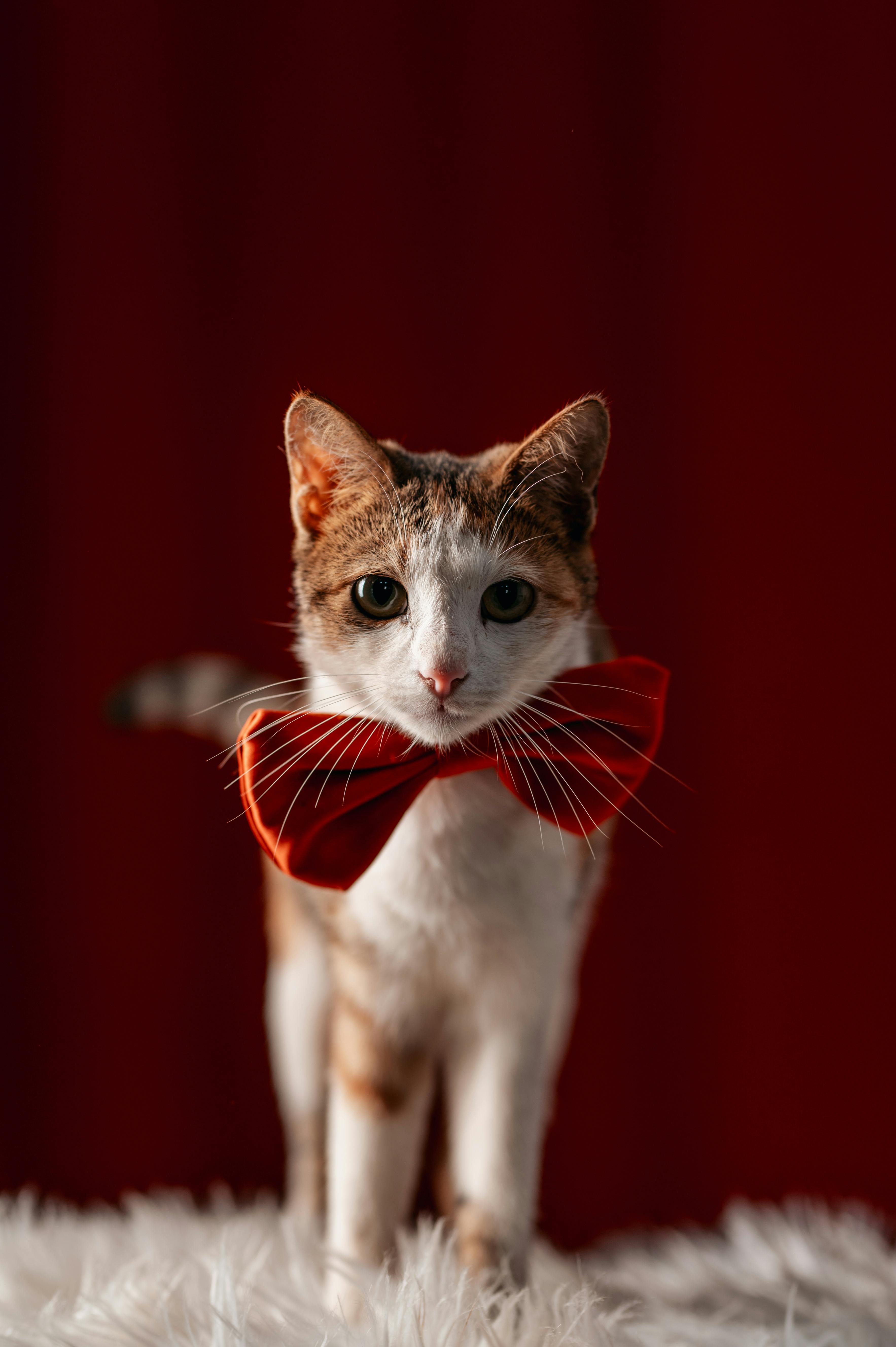 Cute+Feminine+Traps Photos, Download The BEST Free Cute+Feminine+Traps ...