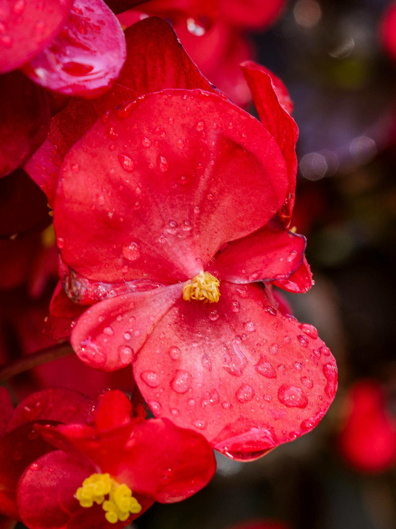 Rain Nature Photos, Download The BEST Free Rain Nature Stock Photos ...