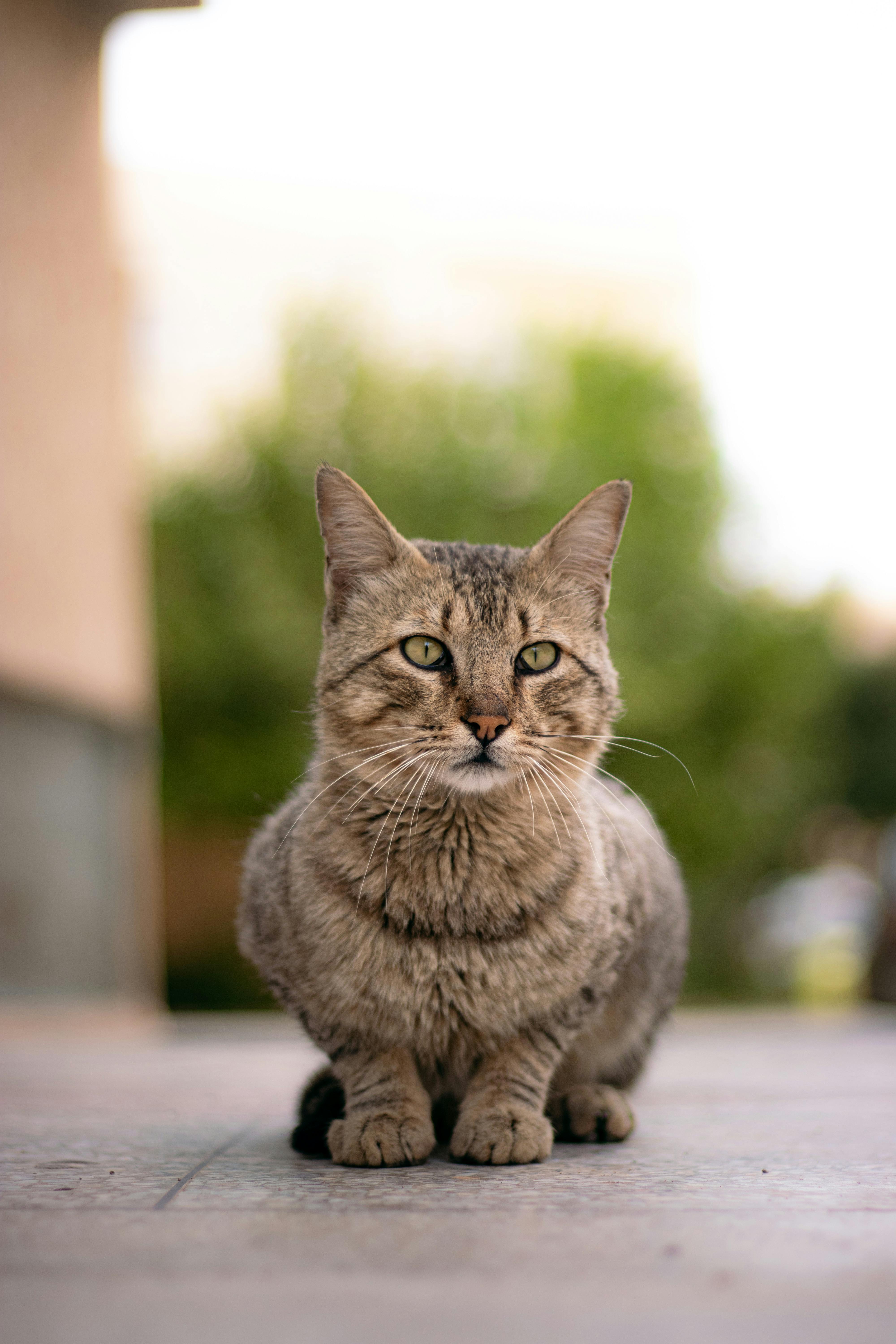 Cute+Nymph Photos, Download The BEST Free Cute+Nymph Stock Photos & HD ...