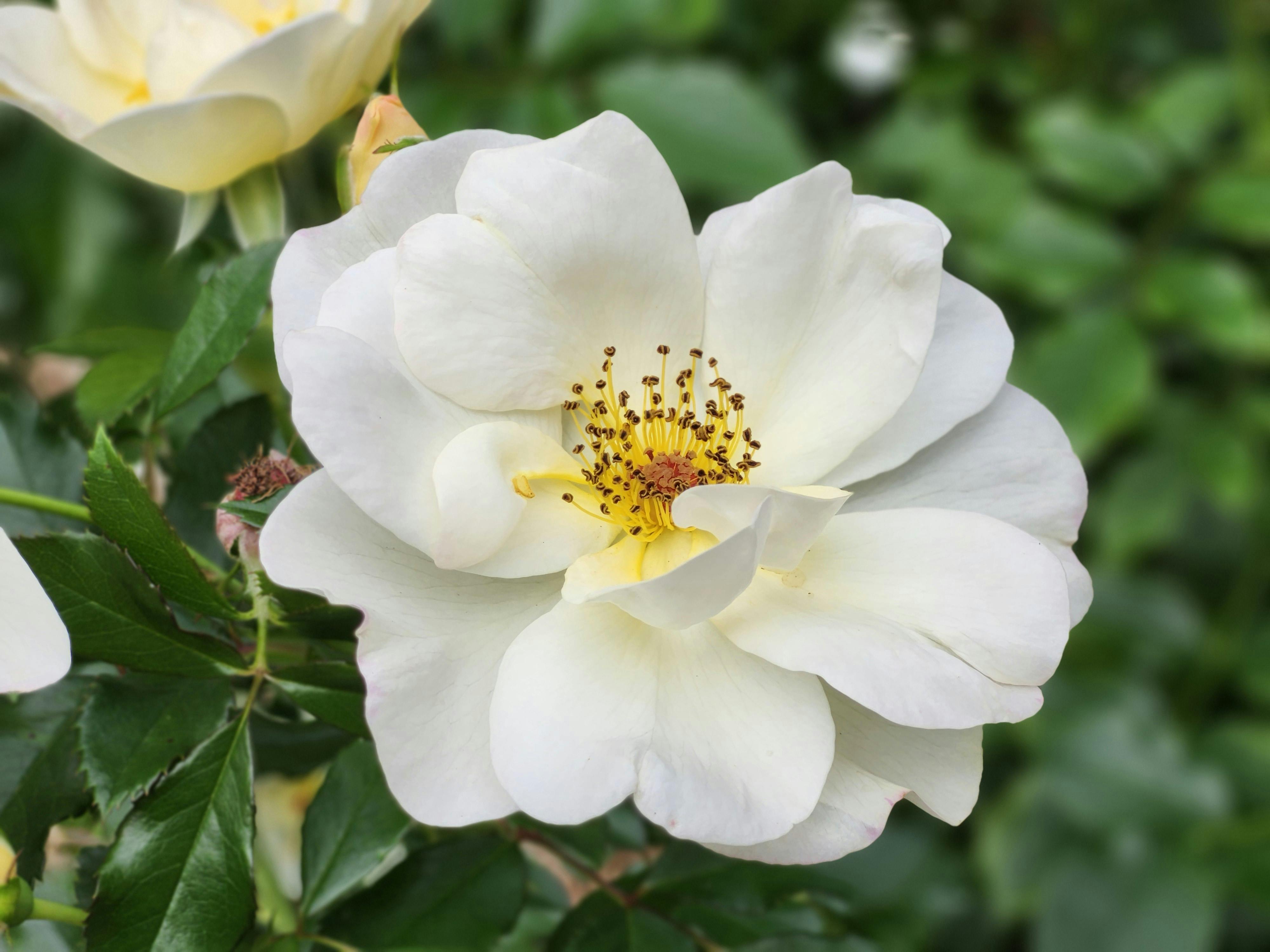 White Rose Bloom in Toronto Garden · Free Stock Photo
