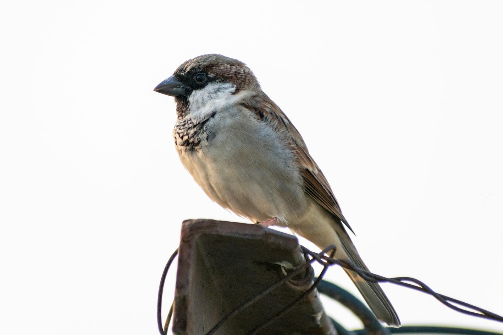 Sparrow Images Photos, Download The BEST Free Sparrow Images Stock ...