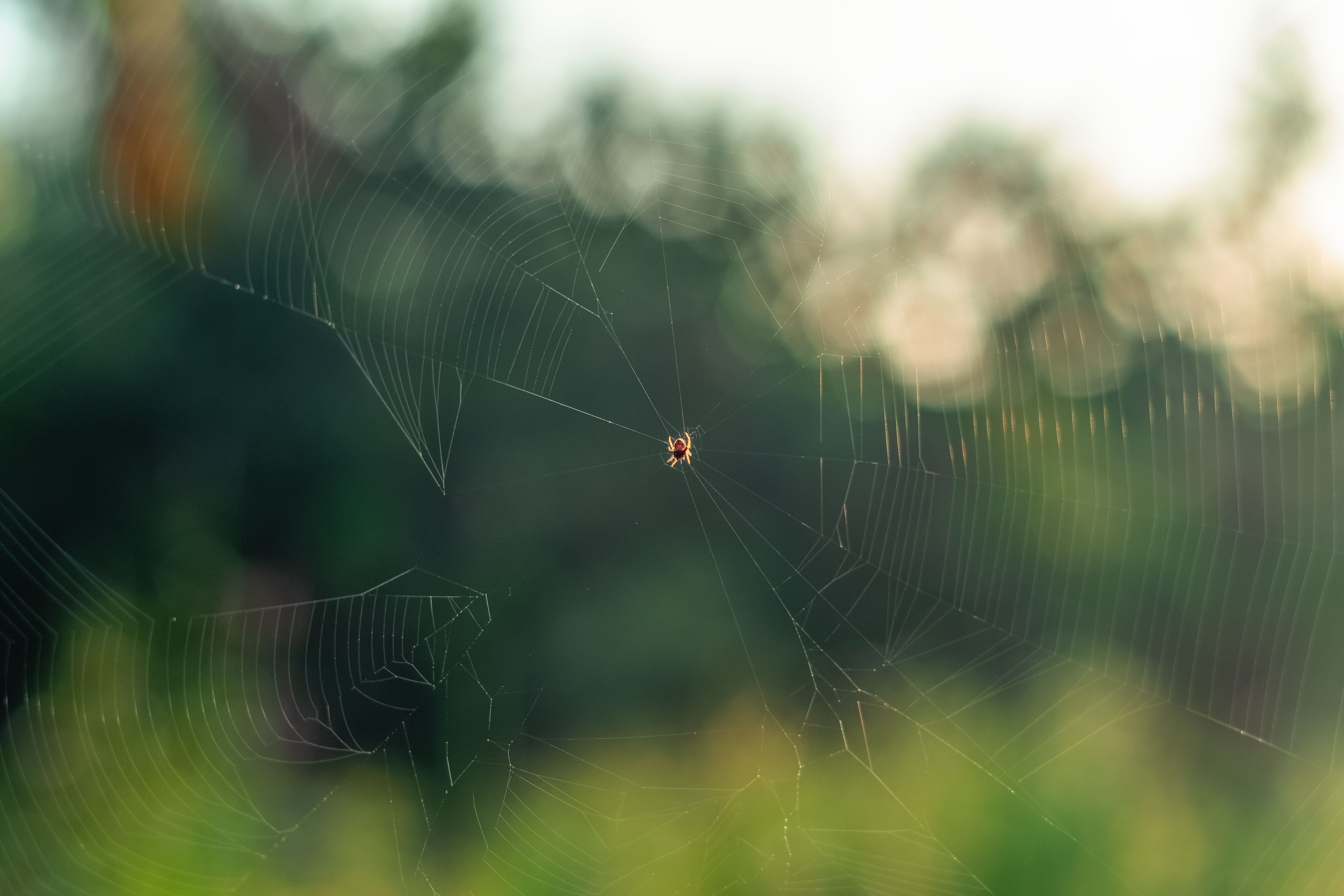 Spider on Web in Nature with Bokeh Background · Free Stock Photo