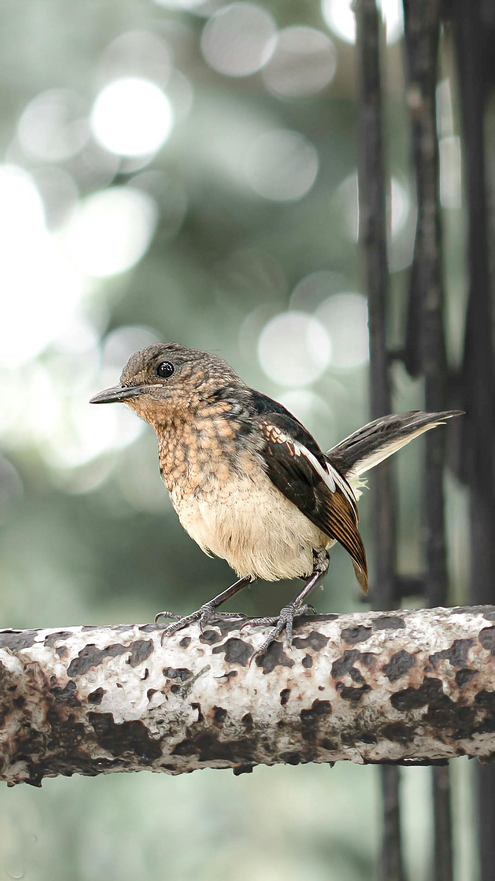 Bangla+Cuda+Cudi Photos, Download The BEST Free Bangla+Cuda+Cudi Stock ...