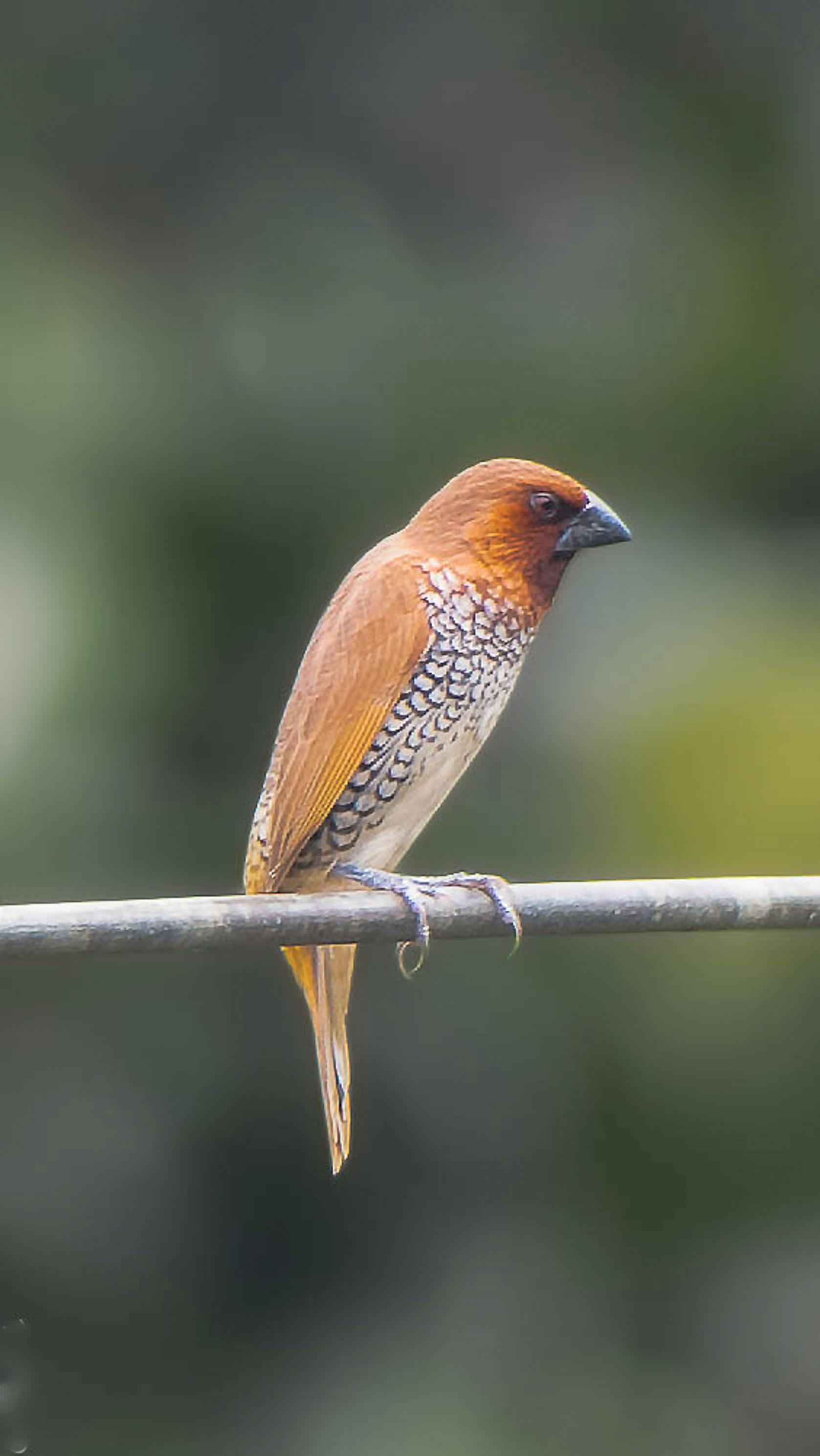 Breast+Reveal+Gifs Photos, Download The BEST Free Breast+Reveal+Gifs ...