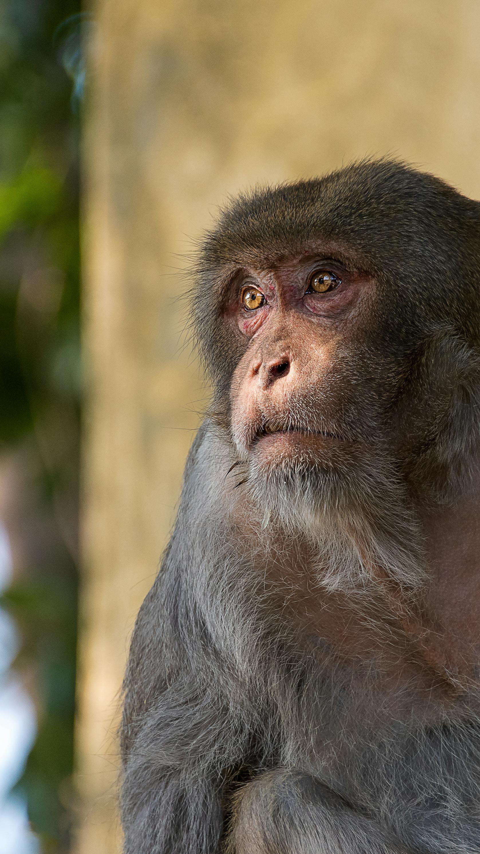 Thinking Monkey Photos, Download The BEST Free Thinking Monkey Stock ...