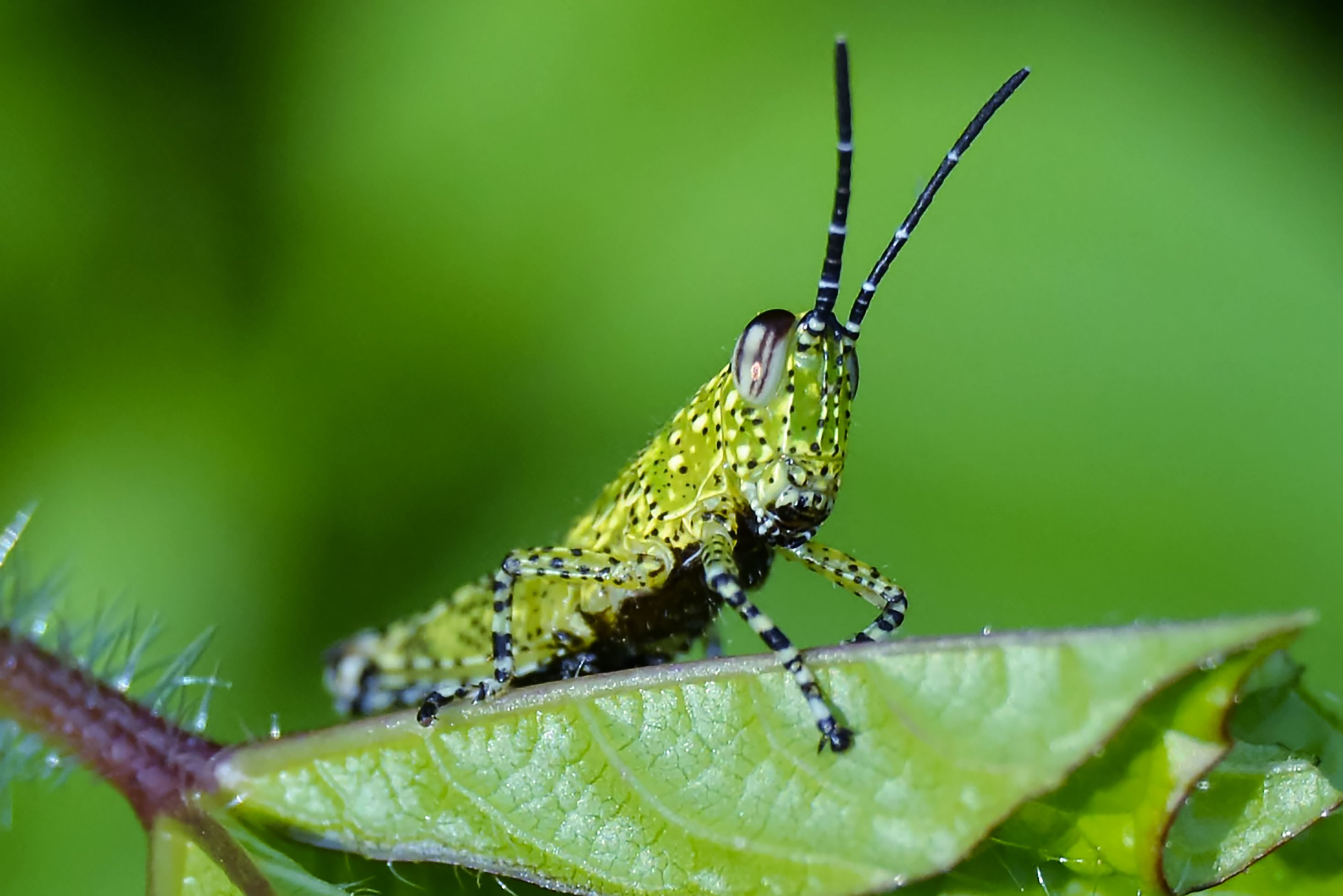 Green Animal Photos, Download The BEST Free Green Animal Stock Photos ...