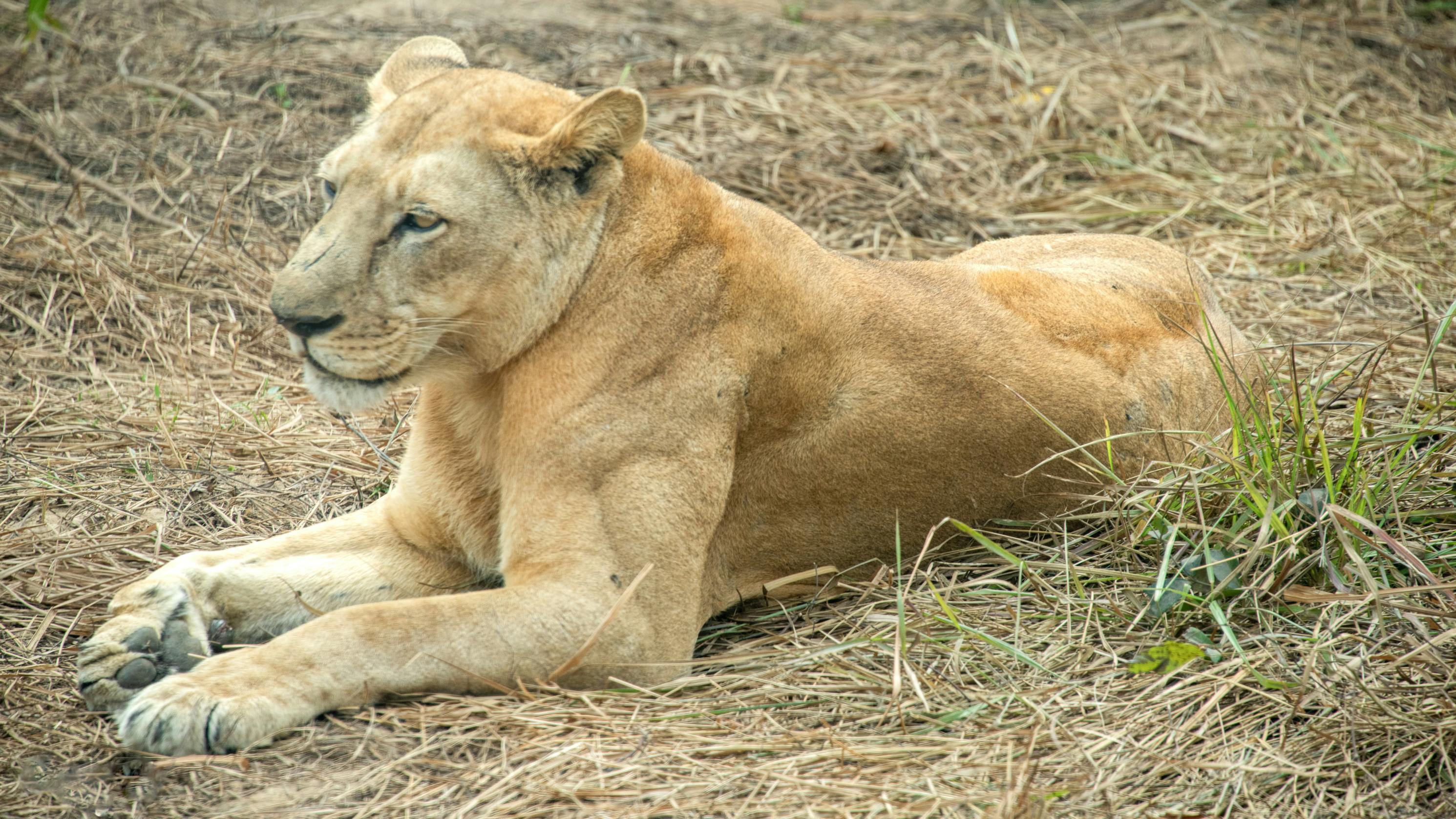 Lioness Photos, Download The BEST Free Lioness Stock Photos & HD Images