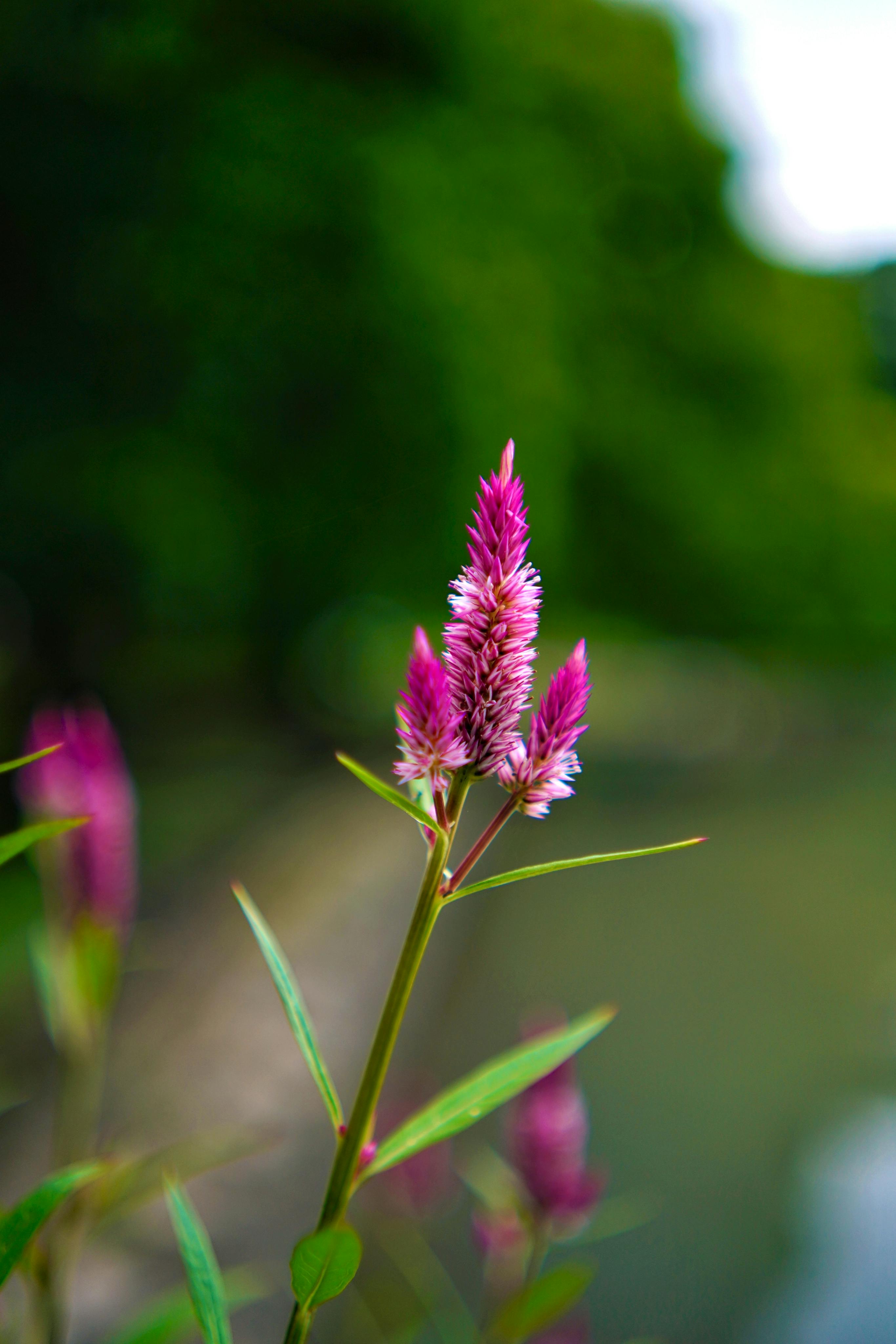 Stem Background Photos, Download The BEST Free Stem Background Stock ...