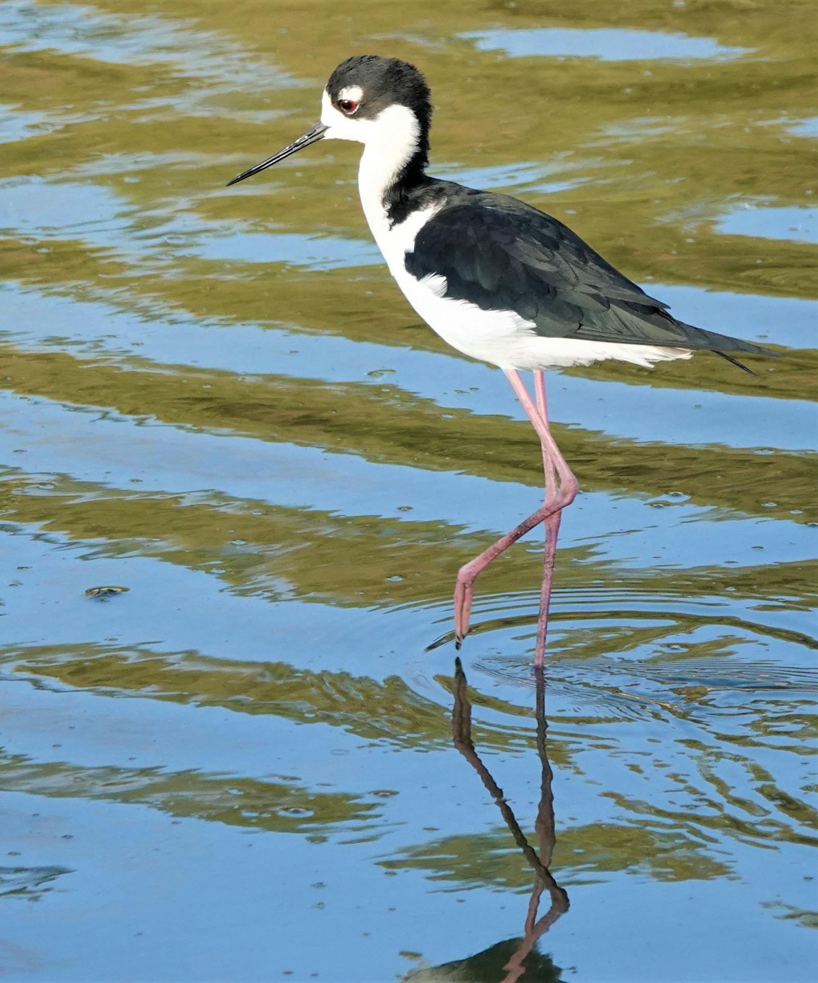 Legs+Kat+Timpf Photos, Download The BEST Free Legs+Kat+Timpf Stock ...