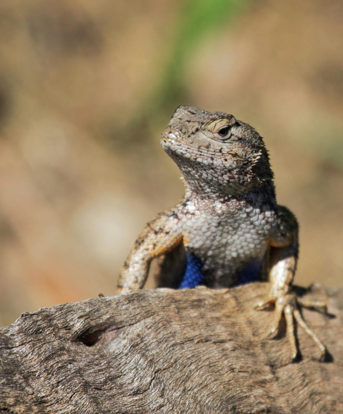 Lizard Tail Photos, Download The BEST Free Lizard Tail Stock Photos ...