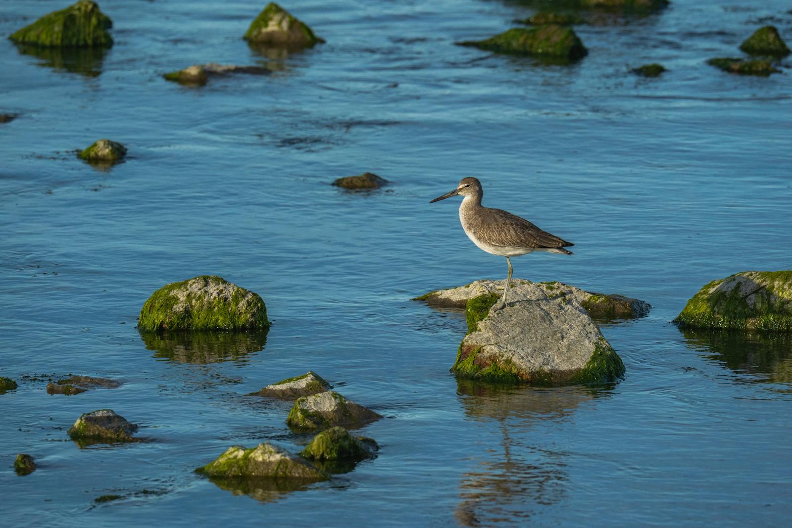 River Delta Photos, Download The BEST Free River Delta Stock Photos ...