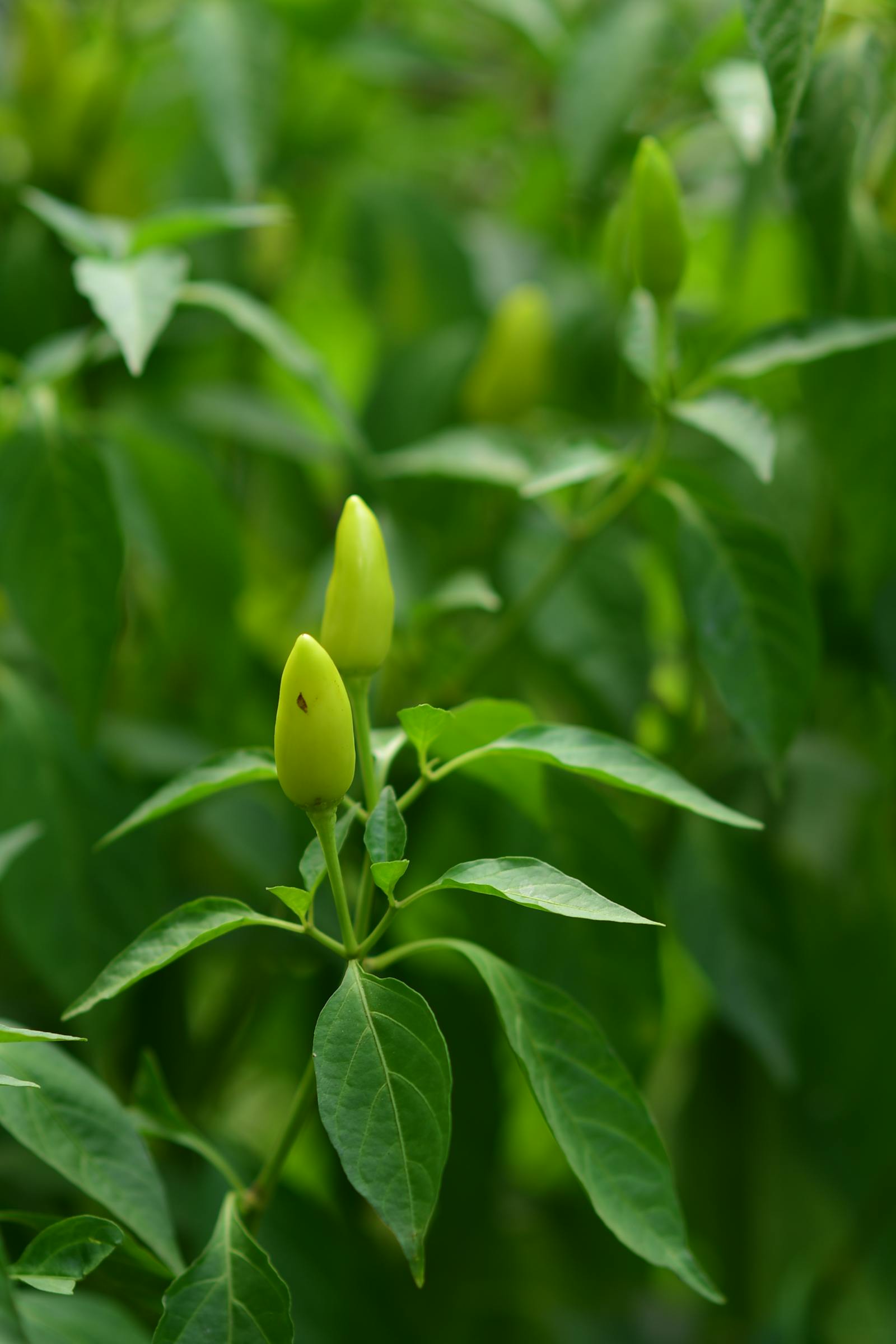 Rukmini+Vasanth+Hot Photos, Download The BEST Free Rukmini+Vasanth+Hot ...